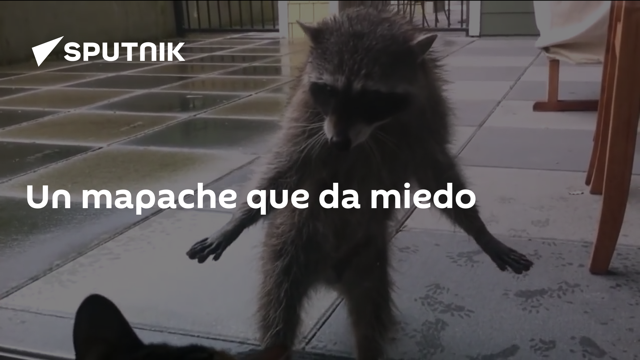 Un mapache que da miedo - 30.10.2015, Sputnik Mundo