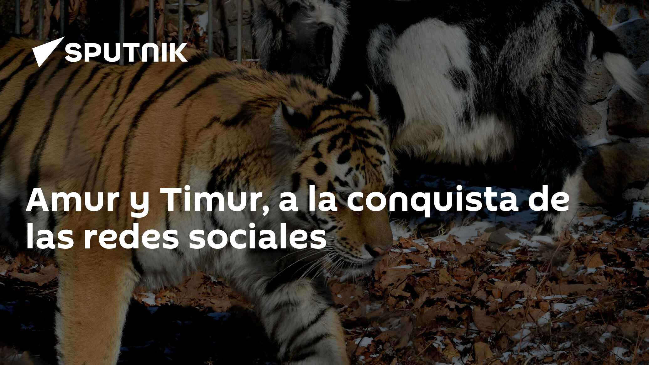 Amur y Timur, a la conquista de las redes sociales - 17.12.2015 ...