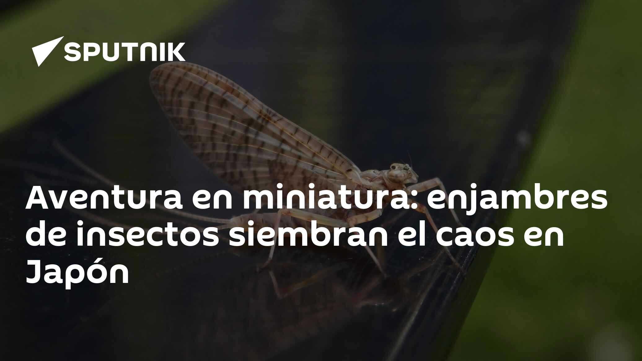 Aventura en miniatura: enjambres de insectos siembran el caos en Japón ...