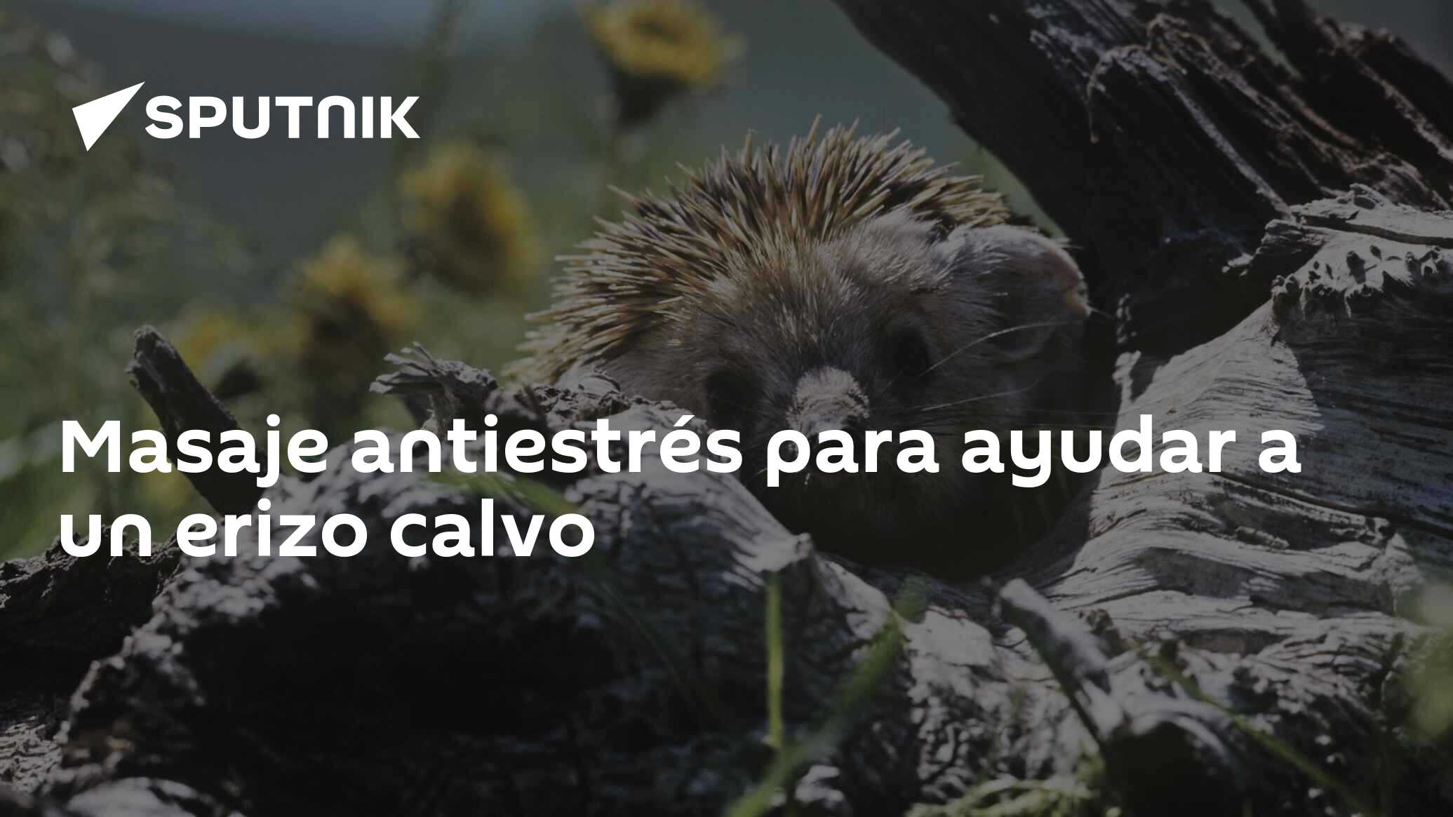 Masaje antiestrés para ayudar a un erizo calvo - 24.10.2016, Sputnik Mundo