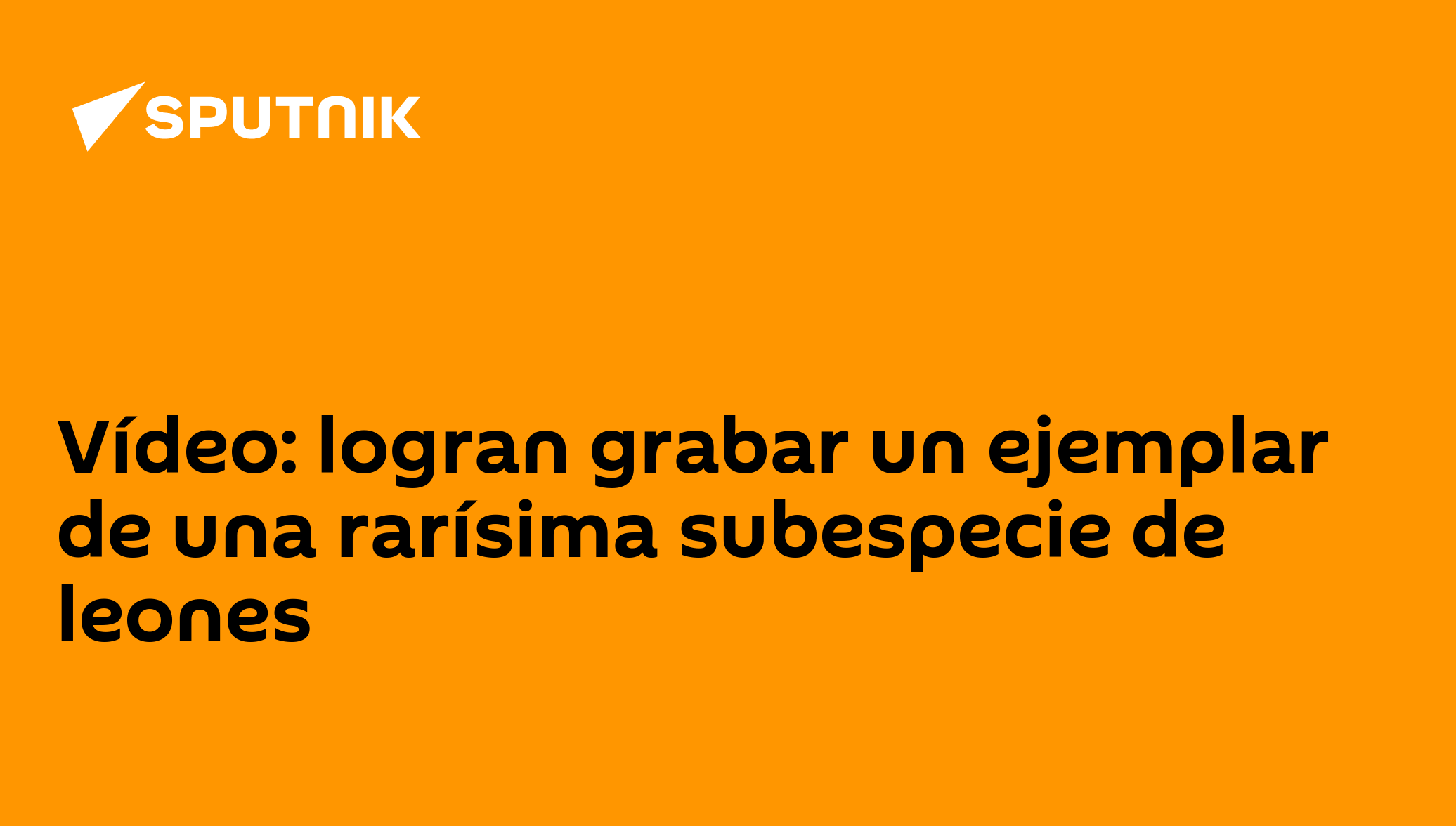 Vídeo: logran grabar un ejemplar de una rarísima subespecie de leones ...