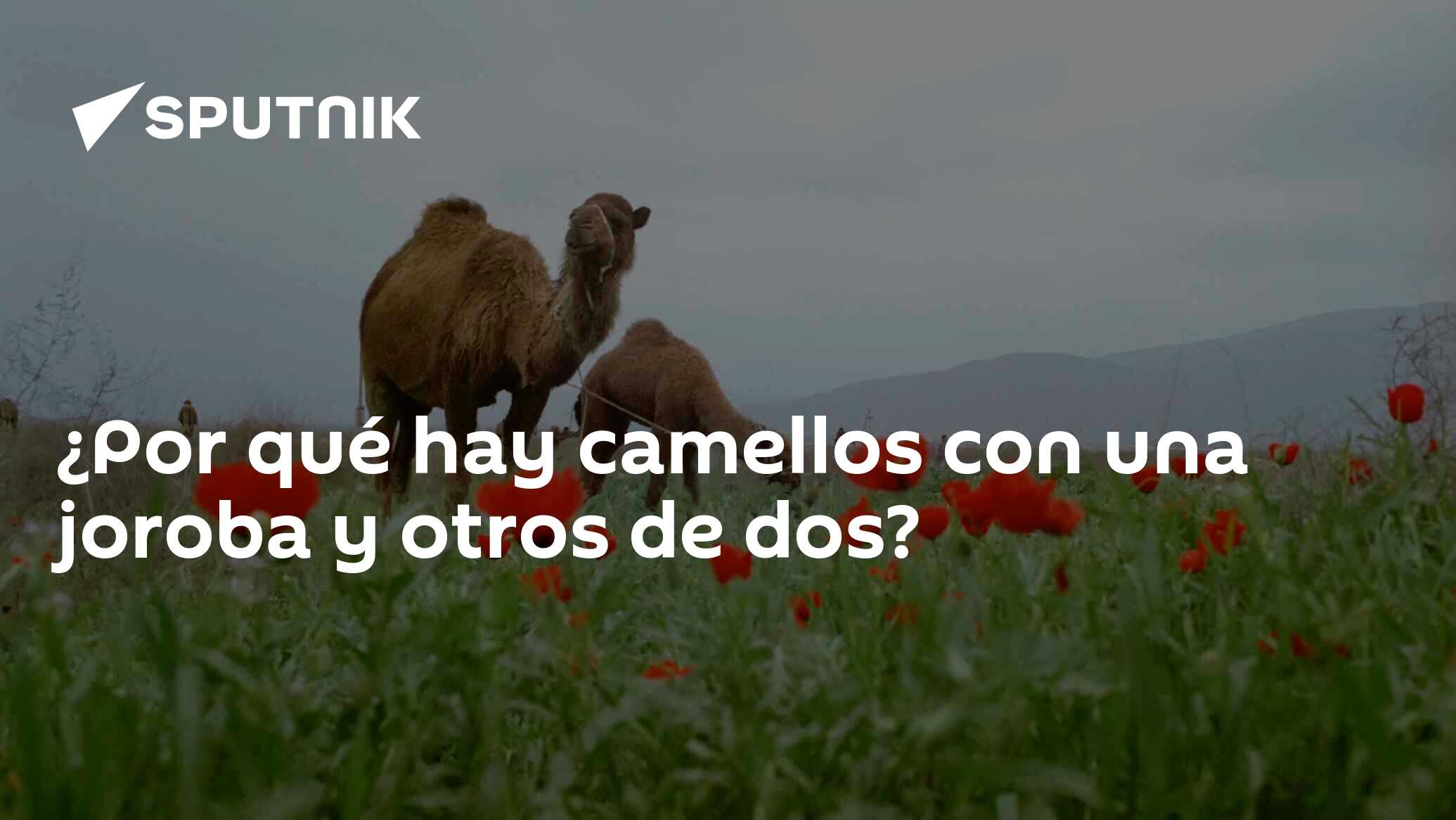 ¿Por qué hay camellos con una joroba y otros de dos? - 03.04.2017 ...