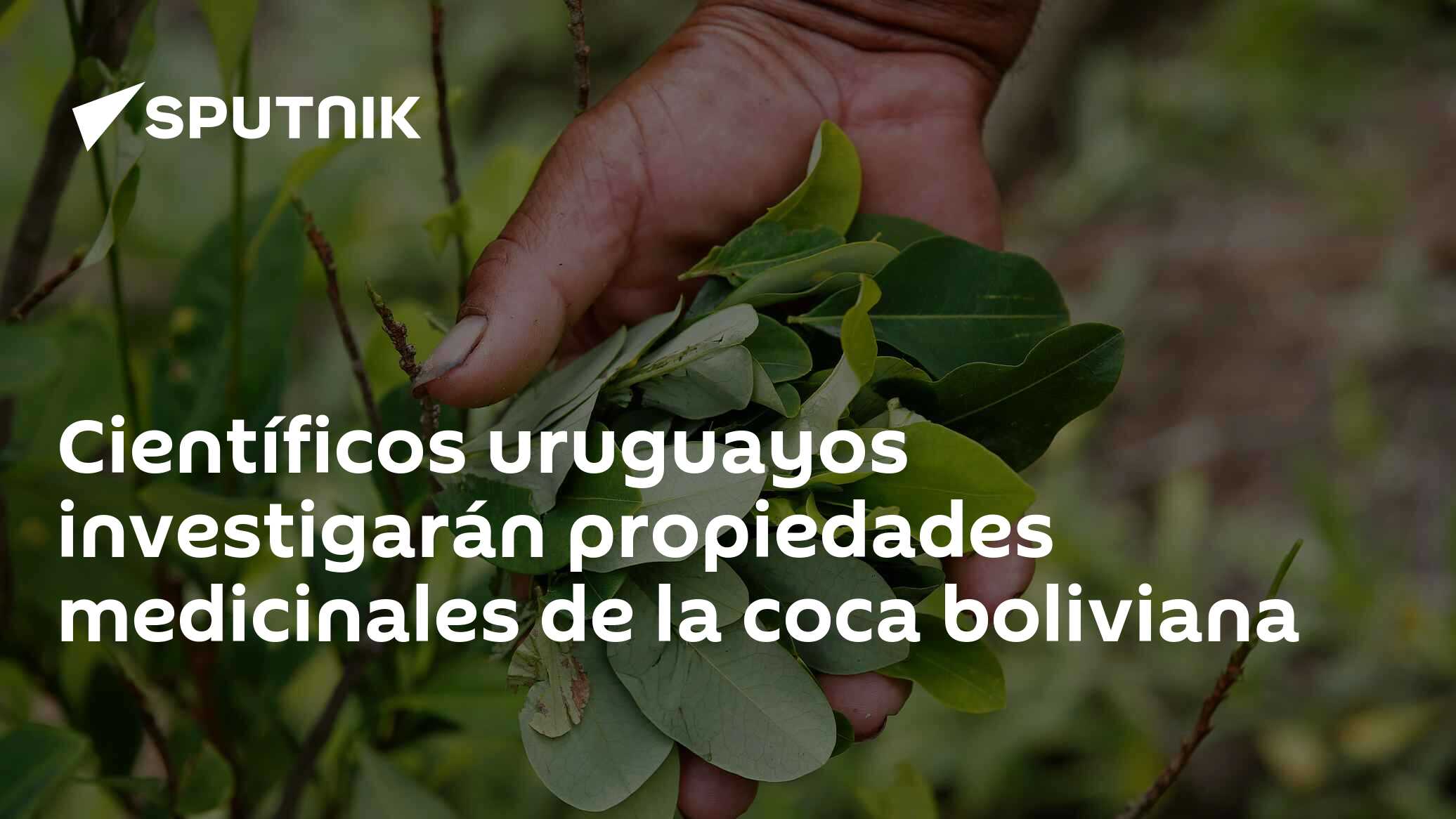 Científicos uruguayos investigarán propiedades medicinales de la coca ...