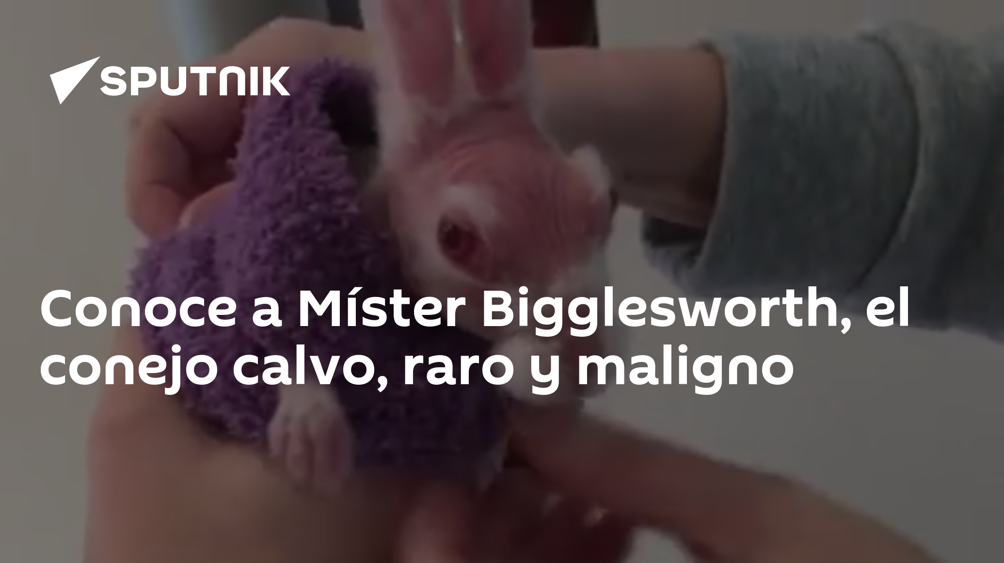 Conoce a Míster Bigglesworth, el conejo calvo, raro y maligno - 12.09. ...