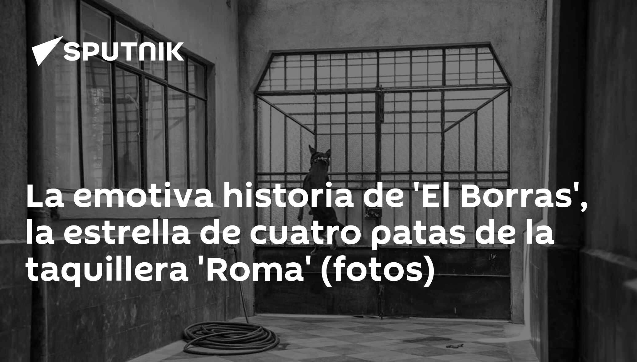 La emotiva historia de 'El Borras', la estrella de cuatro patas de la ...