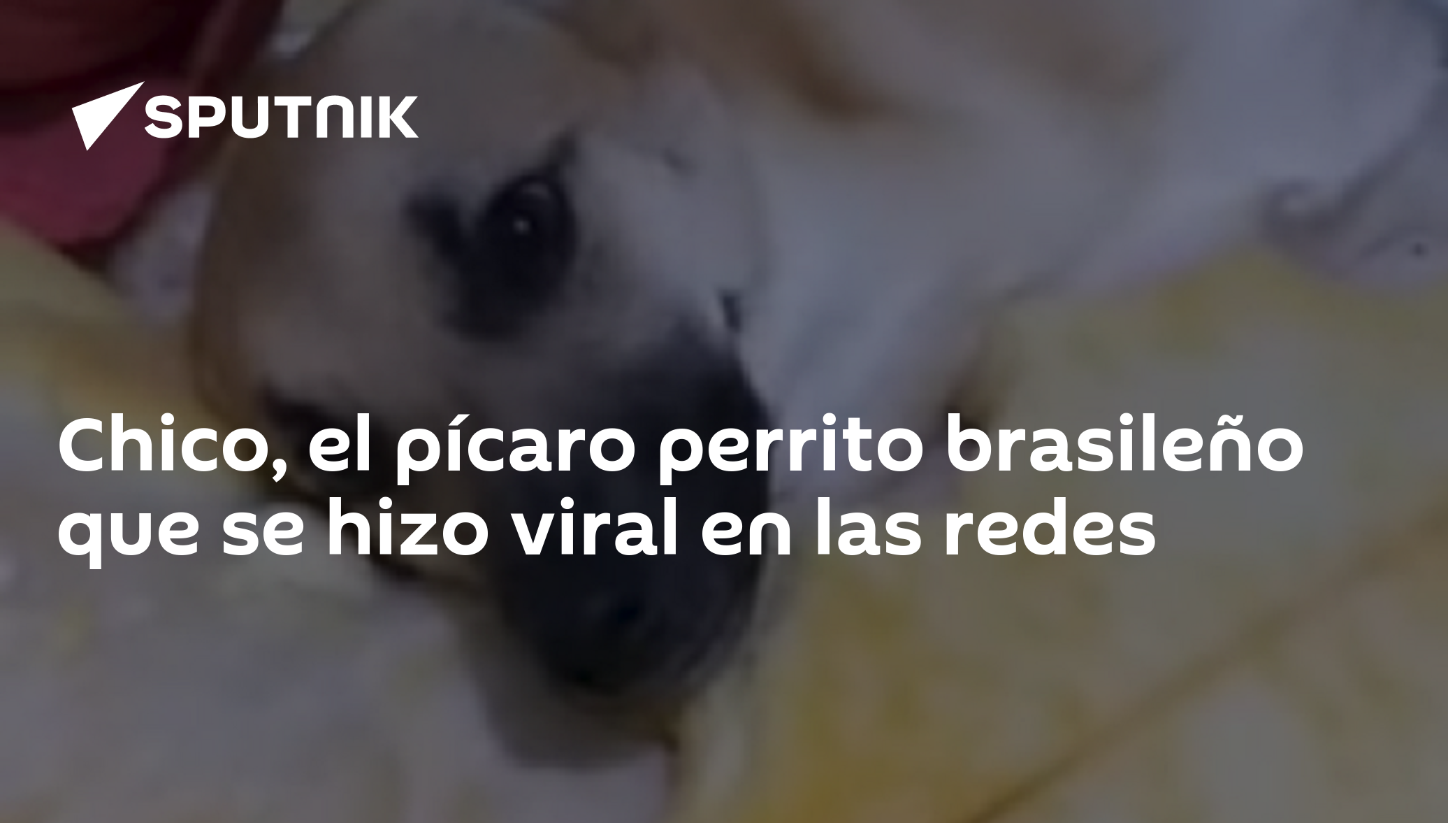 Chico, el pícaro perrito brasileño que se hizo viral en las redes - 18. ...