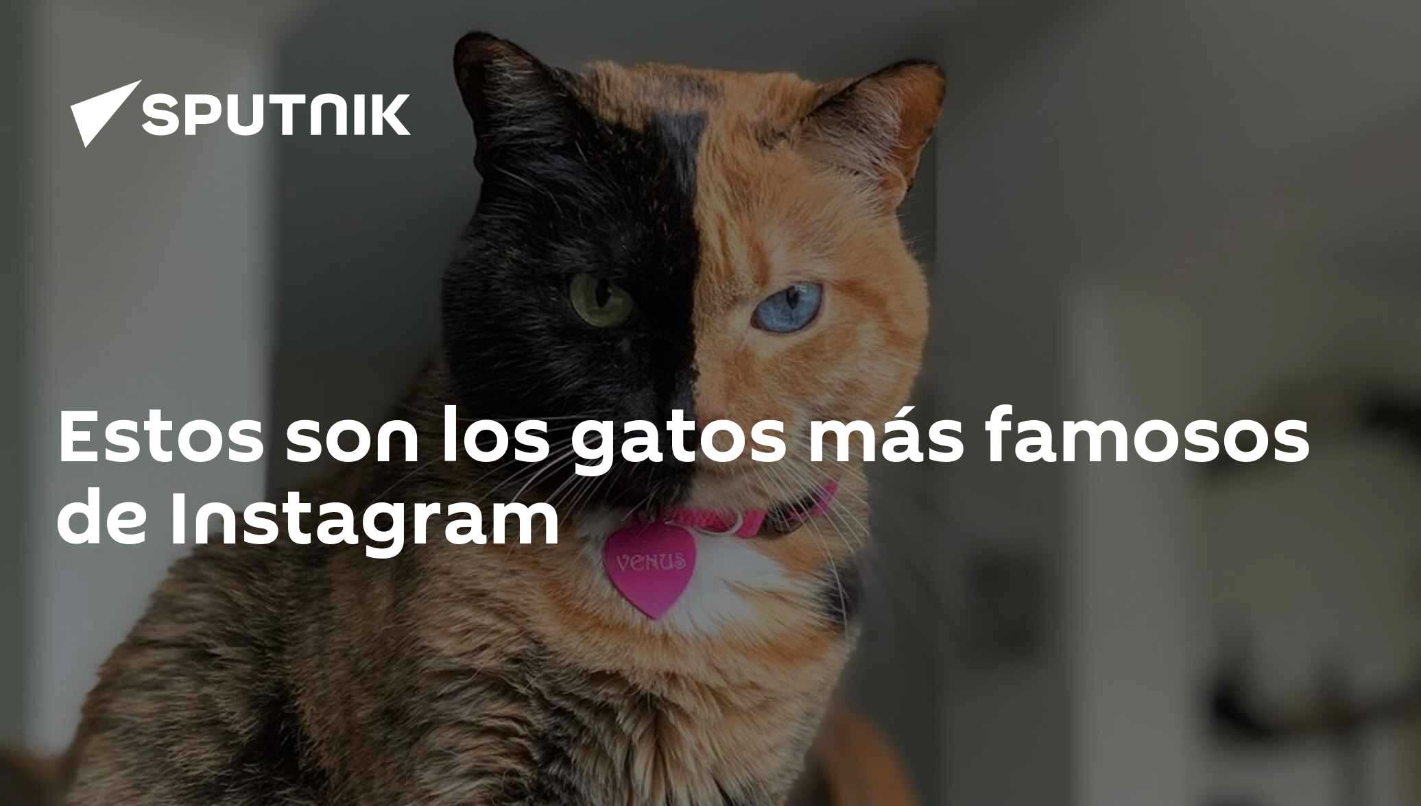 Estos son los gatos más famosos de Instagram - 08.08.2019, Sputnik Mundo