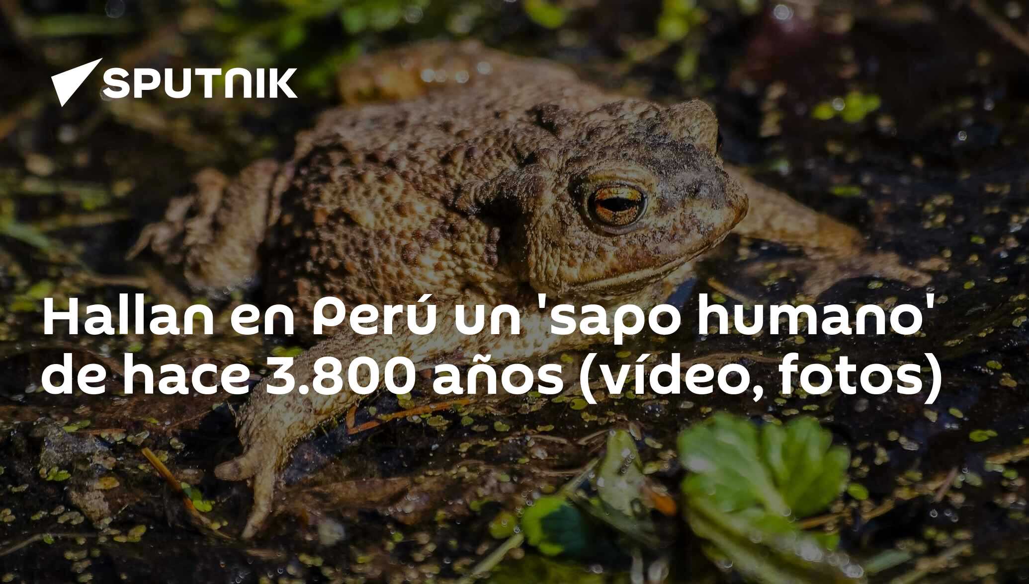 Hallan en Perú un 'sapo humano' de hace 3.800 años (vídeo, fotos) - 21. ...