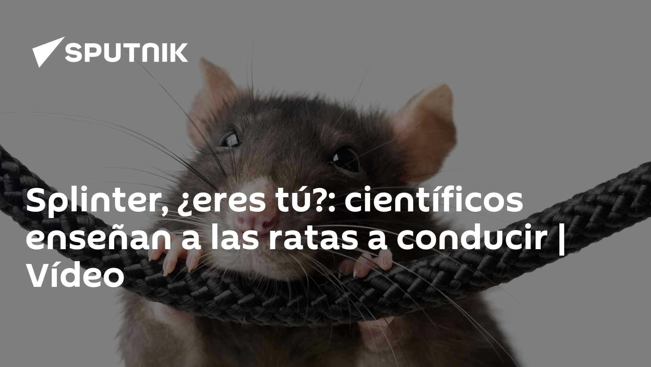 Splinter, ¿eres tú?: científicos enseñan a las ratas a conducir | Vídeo ...