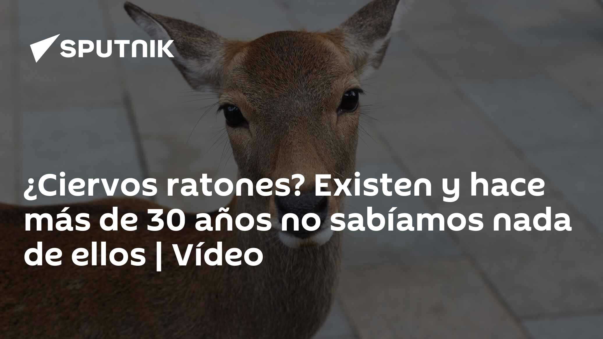 ¿Ciervos ratones? Existen y hace más de 30 años no sabíamos nada de ...