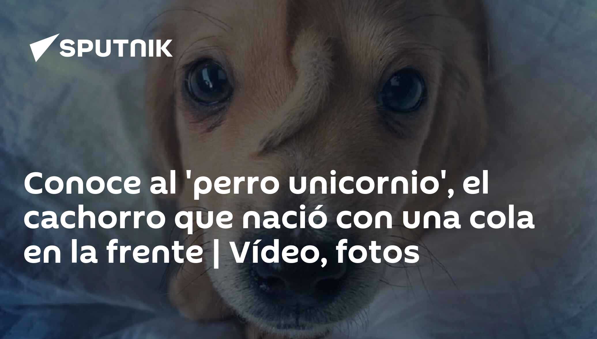 Conoce al 'perro unicornio', el cachorro que nació con una cola en la ...