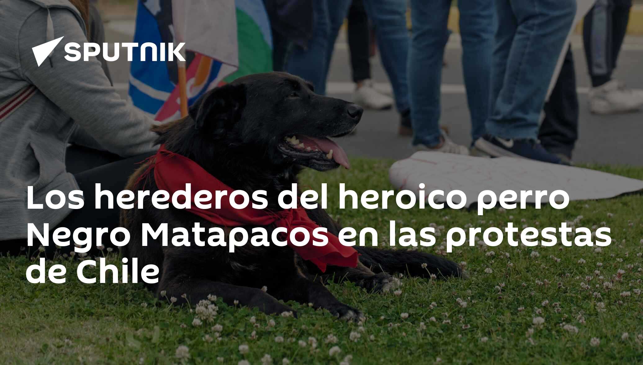 Los herederos del heroico perro Negro Matapacos en las protestas de ...