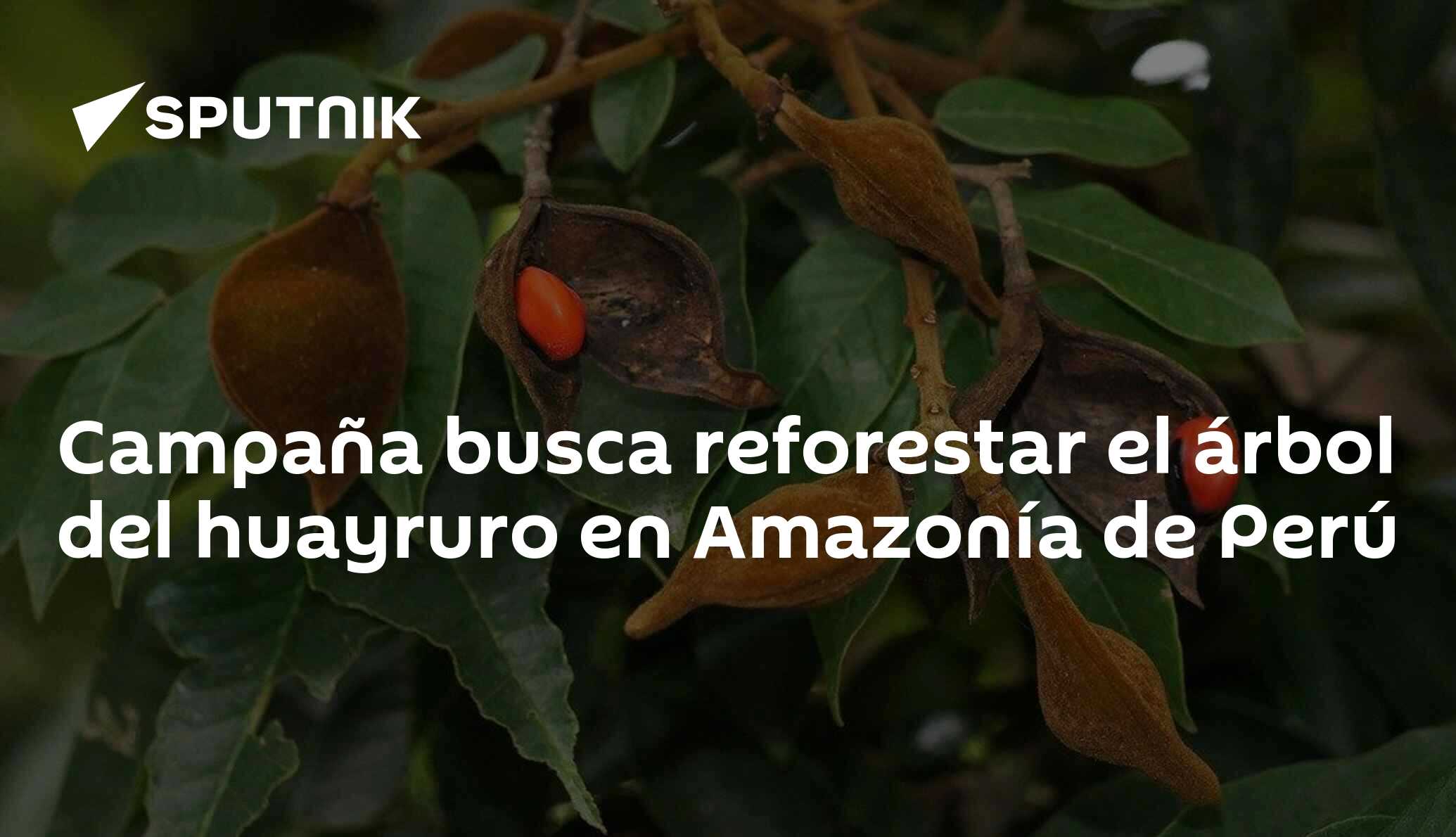 Campaña busca reforestar el árbol del huayruro en Amazonía de Perú - 26 ...