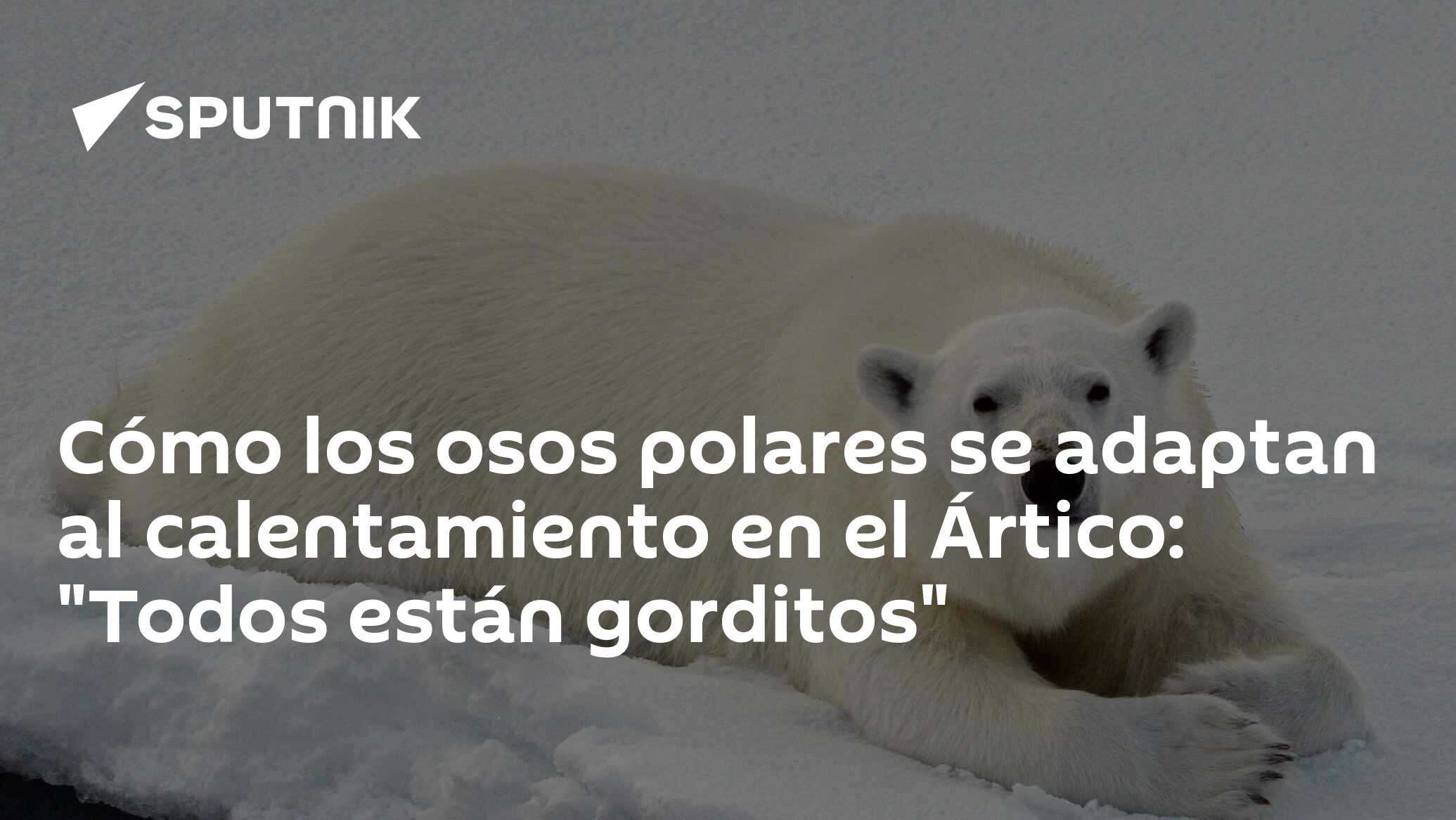 Cómo los osos polares se adaptan al calentamiento en el Ártico: "Todos están gorditos" - 27.02. ...