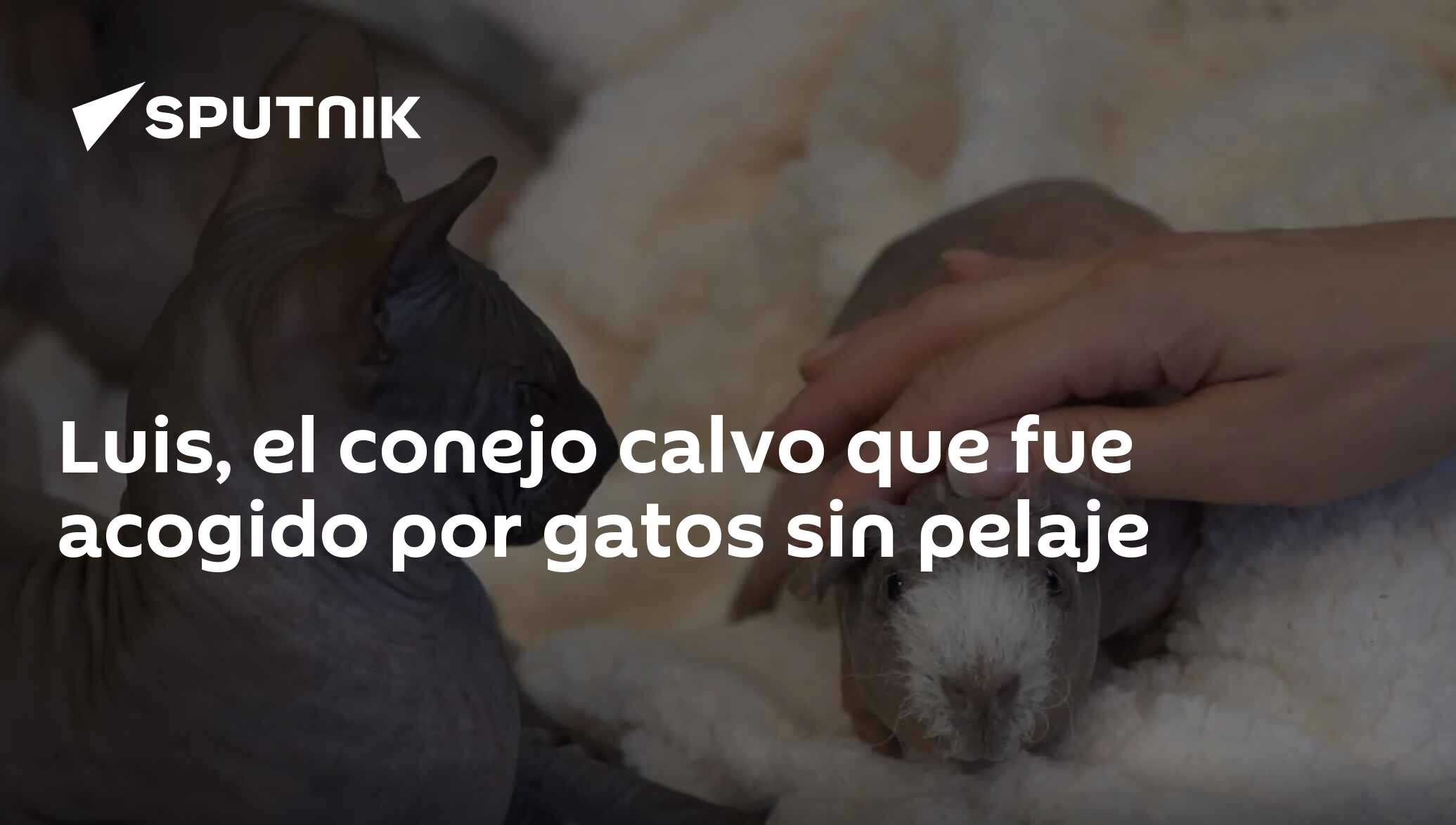 Luis, el conejo calvo que fue acogido por gatos sin pelaje - 26.06.2020 ...