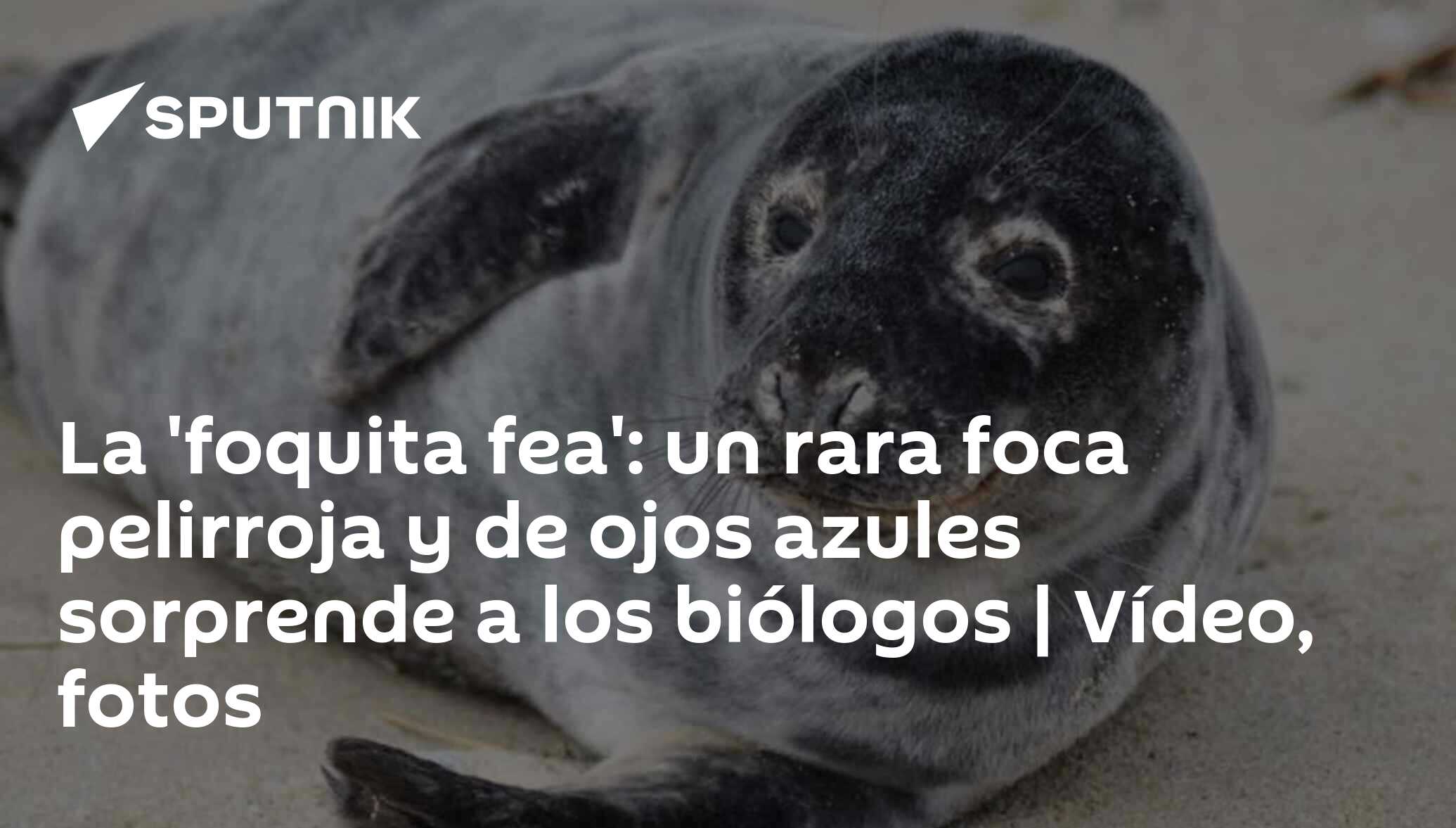 La 'foquita fea': un rara foca pelirroja y de ojos azules sorprende a ...