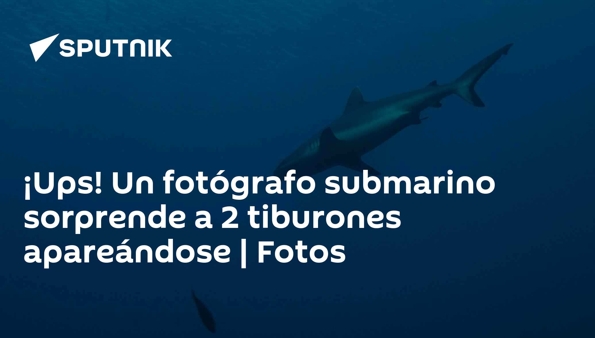 ¡Ups! Un fotógrafo submarino sorprende a 2 tiburones apareándose ...