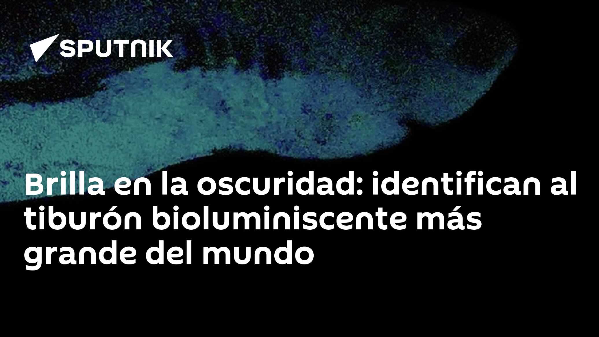 Brilla en la oscuridad: identifican al tiburón bioluminiscente más ...