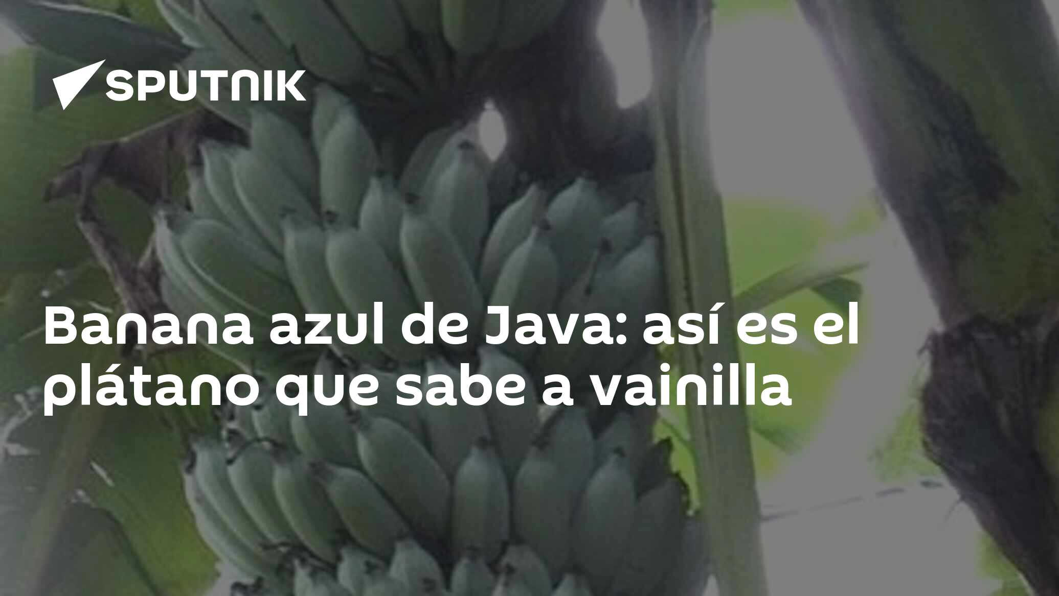 Banana azul de Java: así es el plátano que sabe a vainilla - 06.04.2021 ...