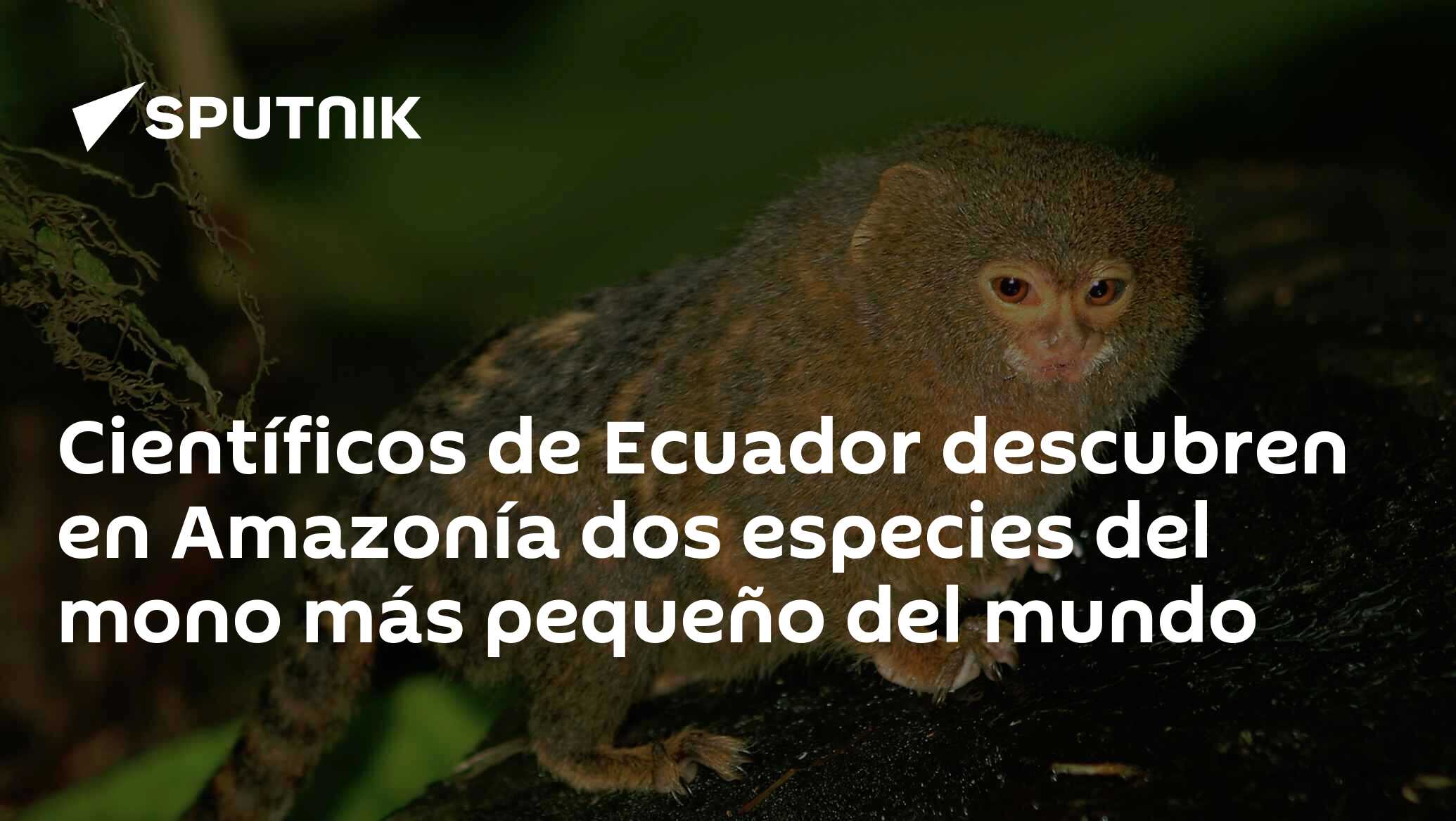 Científicos de Ecuador descubren en Amazonía dos especies del mono más ...