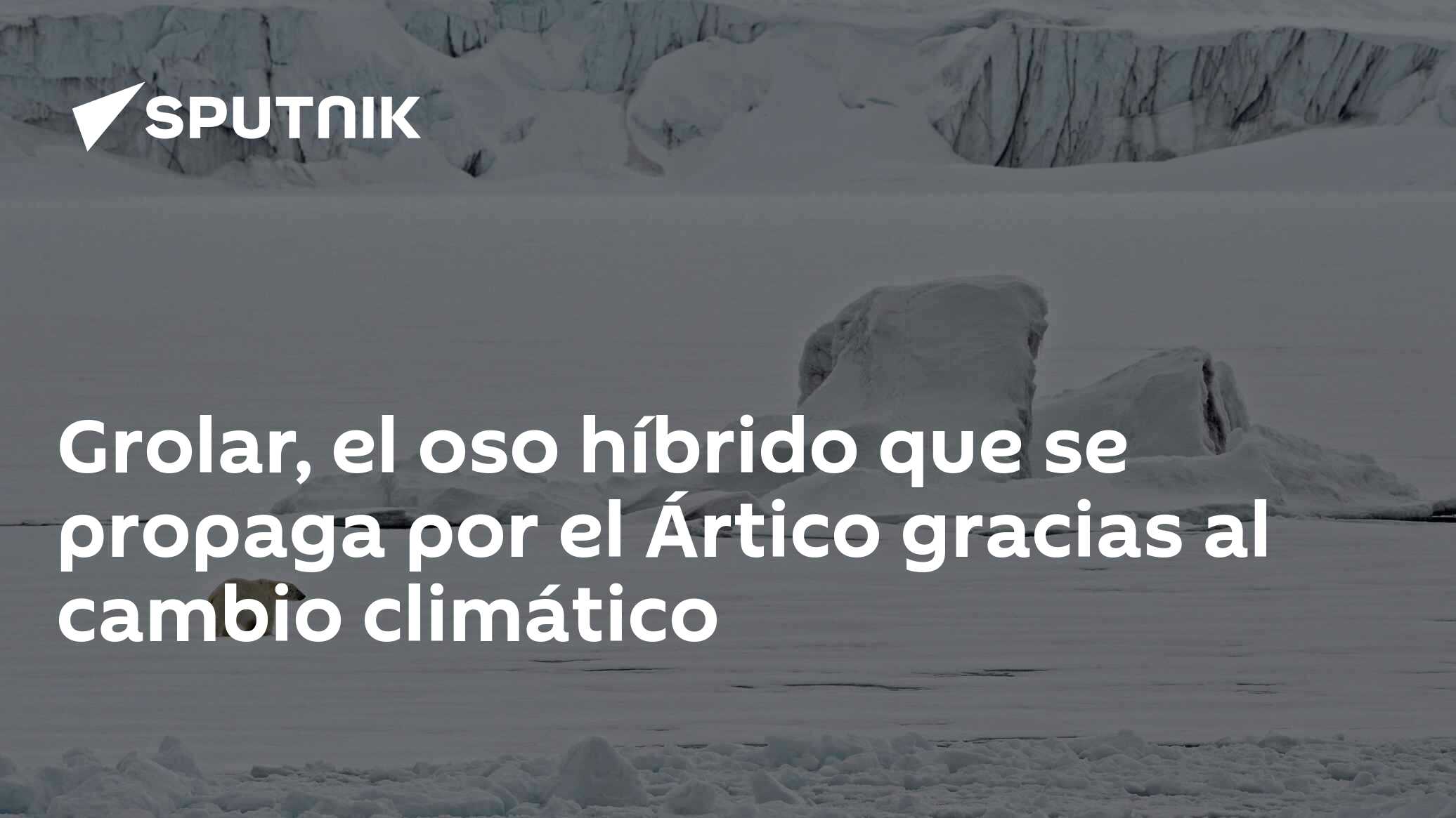Grolar, el oso híbrido que se propaga por el Ártico gracias al cambio ...