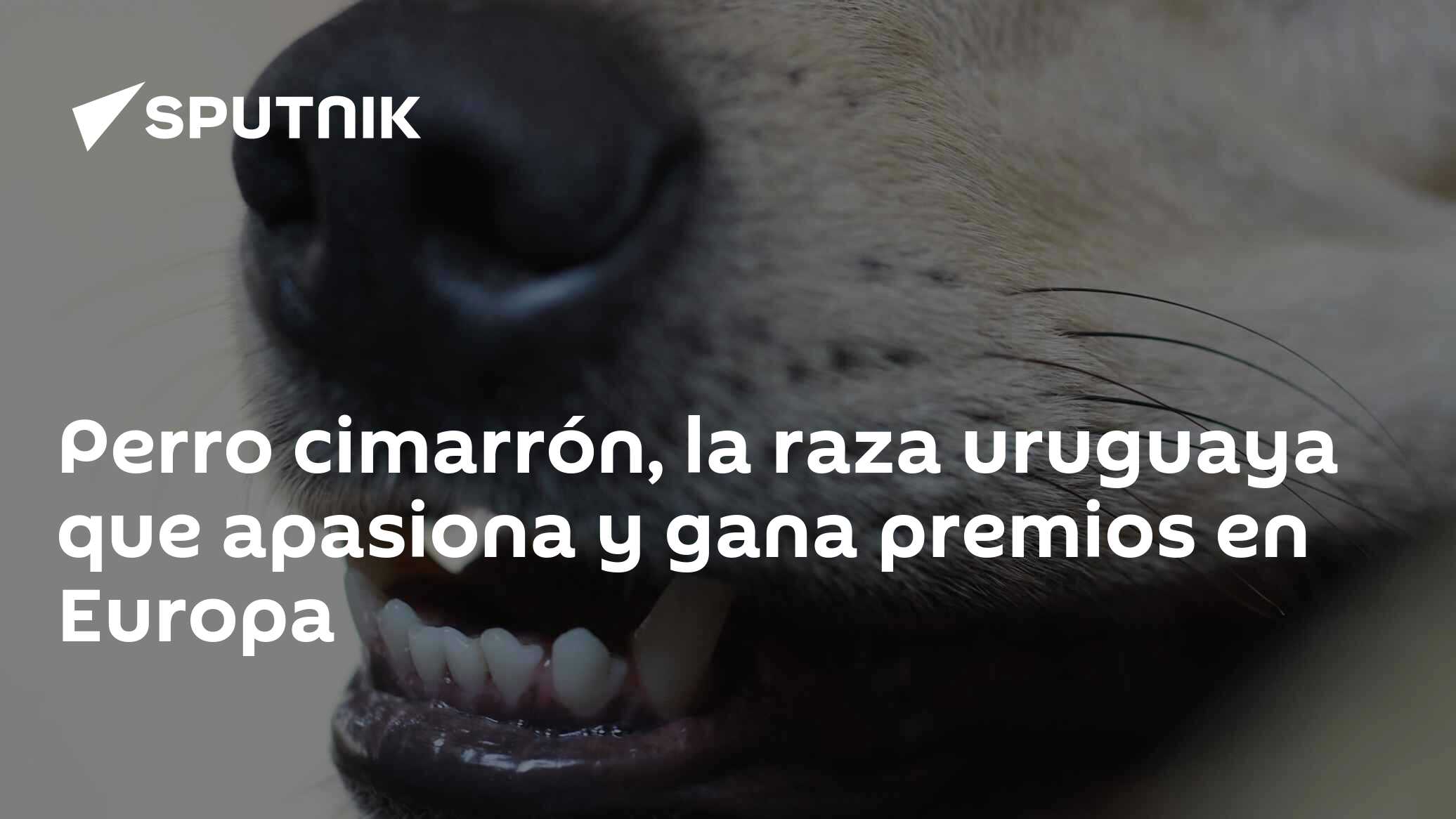 Perro cimarrón, la raza uruguaya que apasiona y gana premios en Europa ...