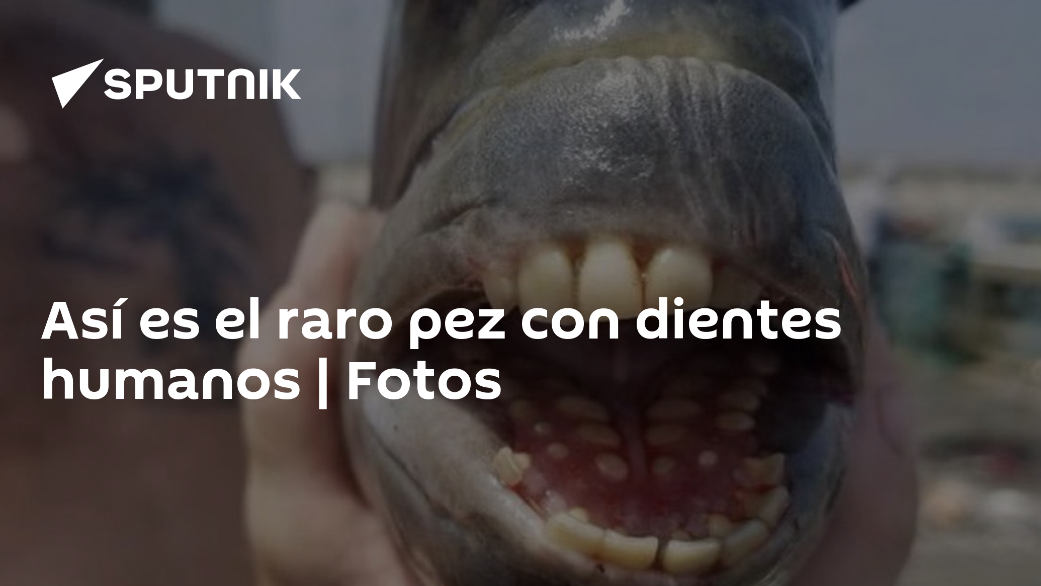 Así es el raro pez con dientes humanos | Fotos - 10.08.2021, Sputnik Mundo