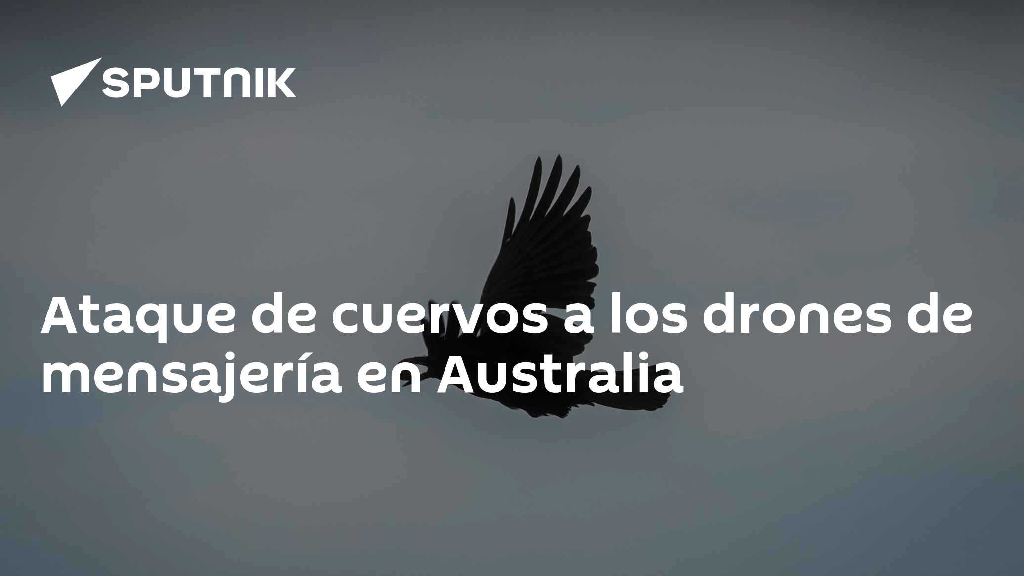 Ataque de cuervos a los drones de mensajería en Australia - 25.09.2021 ...
