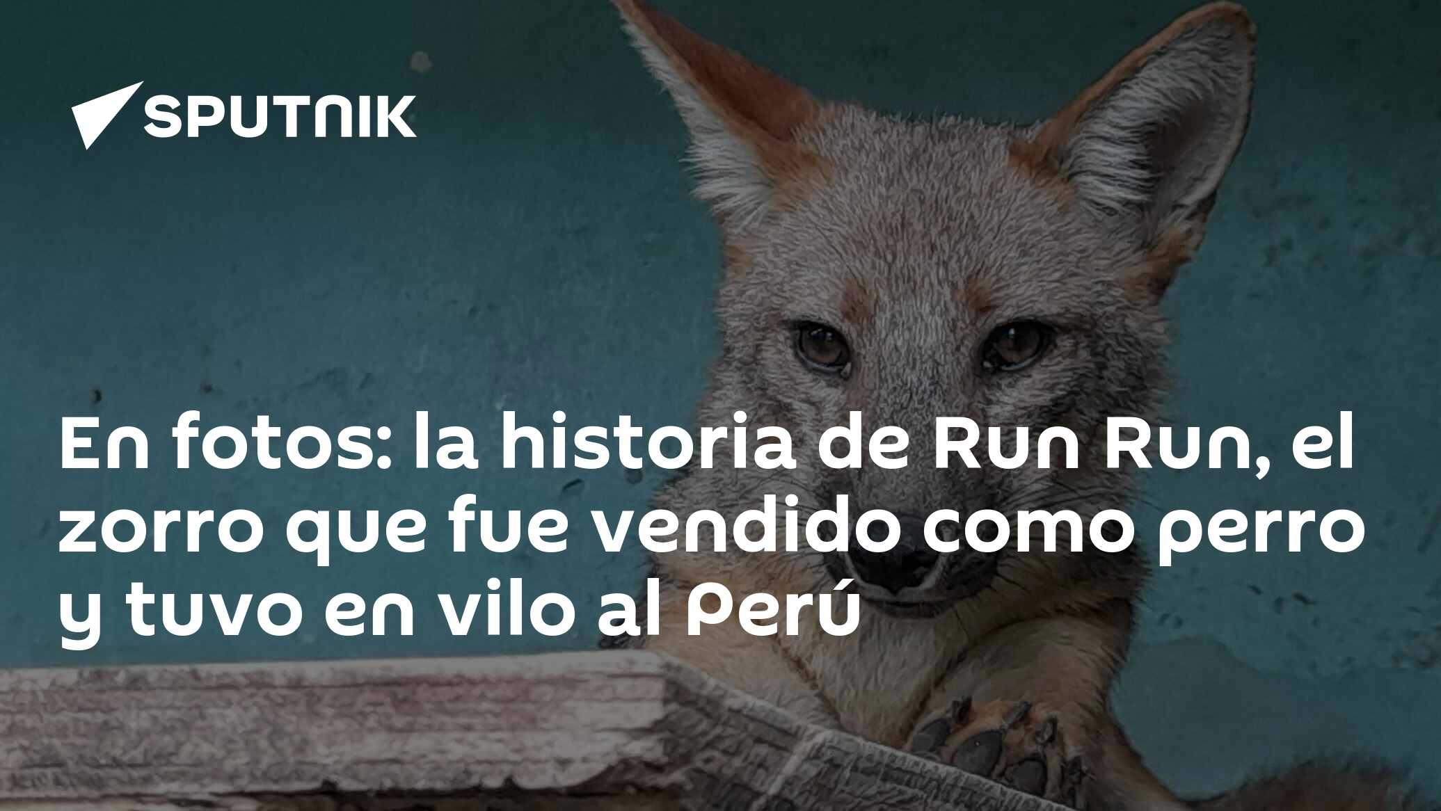 En fotos: la historia de Run Run, el zorro que fue vendido como perro y ...