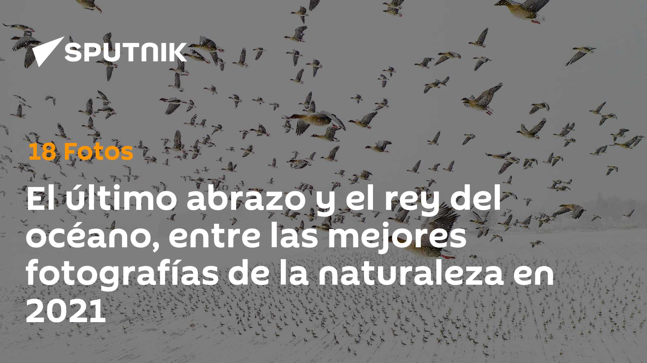 El último abrazo y el rey del océano, entre las mejores fotografías de ...