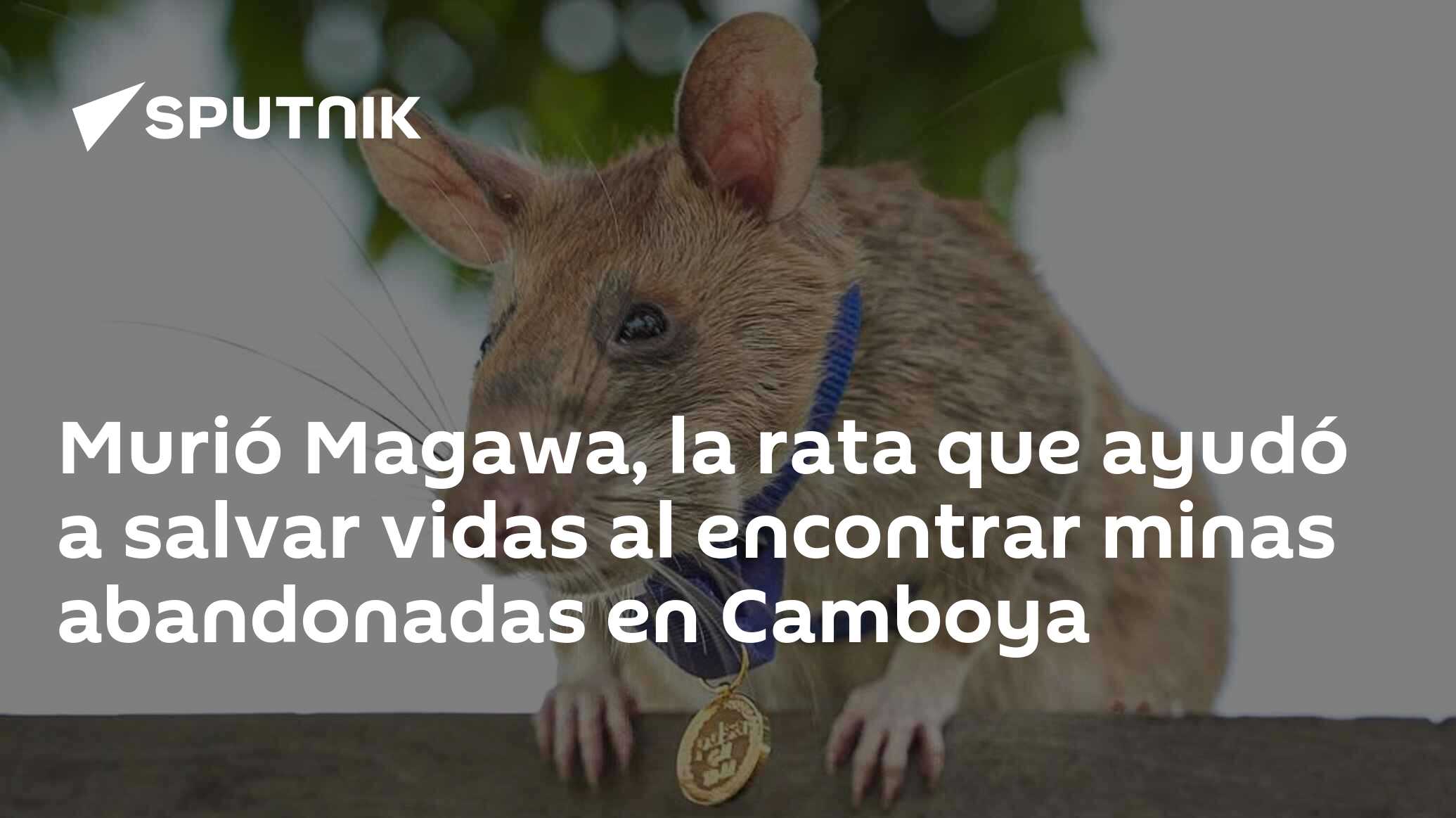 Murió Magawa, la rata que ayudó a salvar vidas al encontrar minas ...