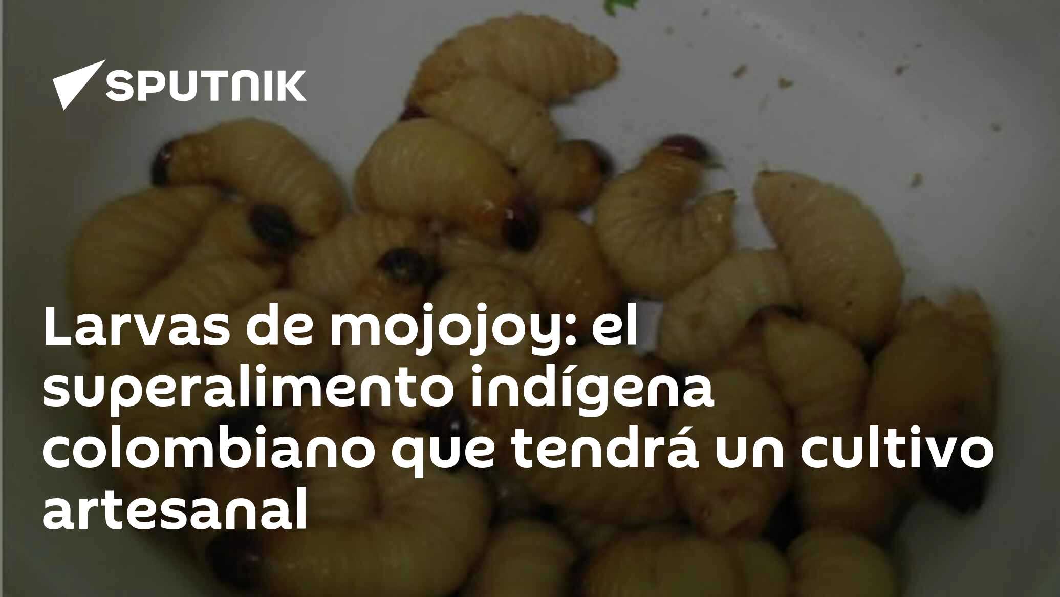 Larvas de mojojoy: el superalimento indígena colombiano que tendrá un ...