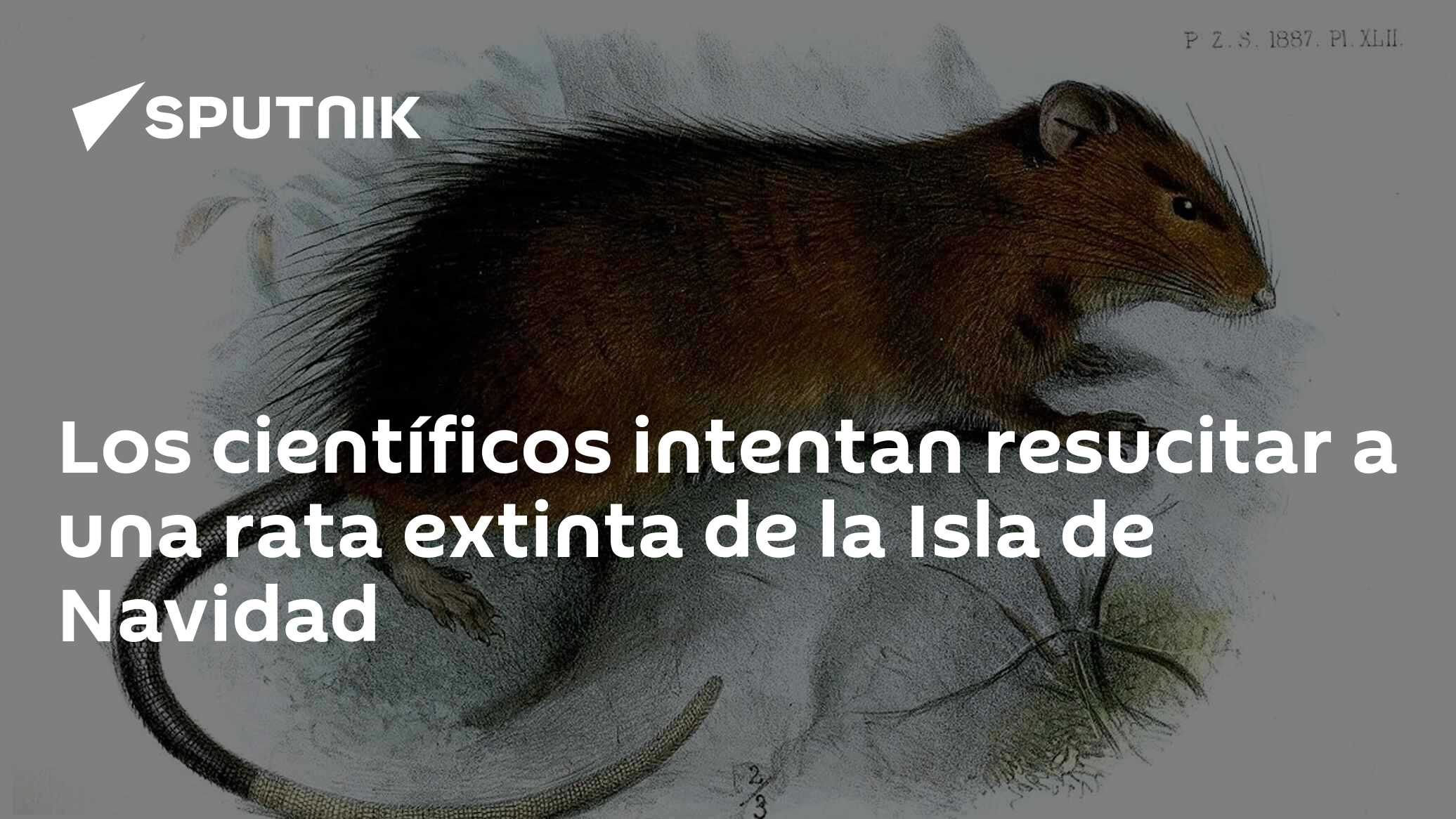 Los científicos intentan resucitar a una rata extinta de la Isla de ...
