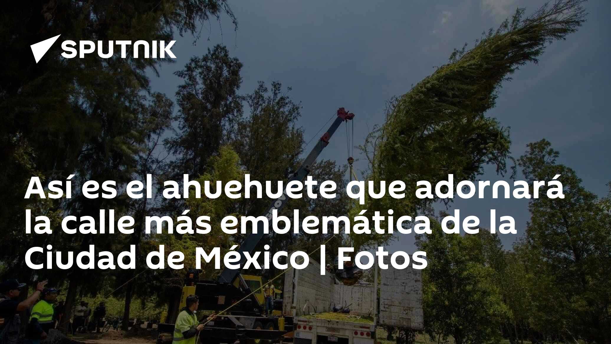 Así es el ahuehuete que adornará la calle más emblemática de la Ciudad ...