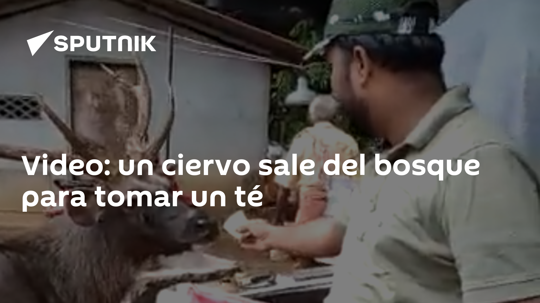 Video: un ciervo sale del bosque para tomar un té - 19.11.2022, Sputnik ...