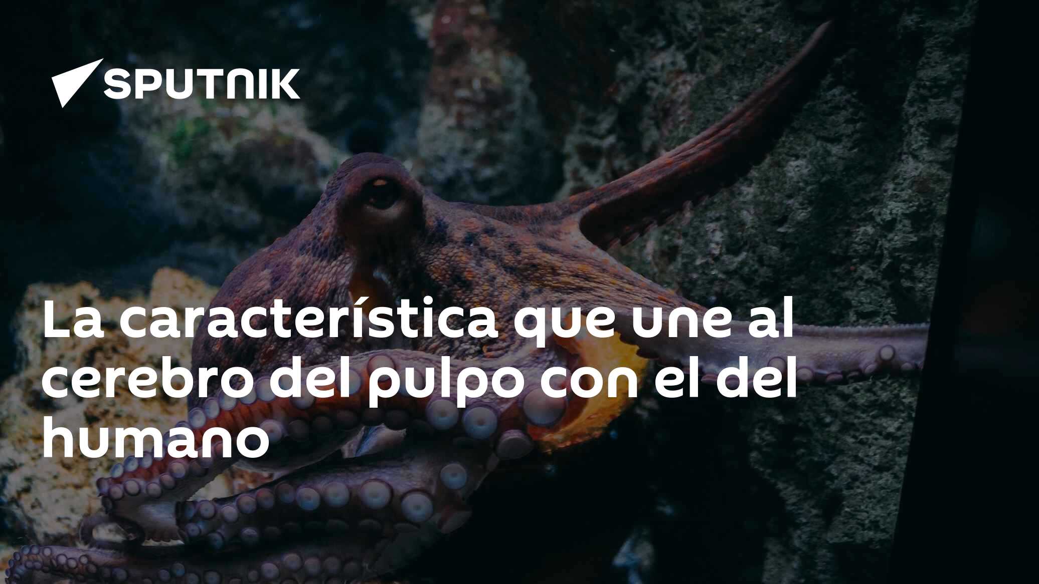 La característica que une al cerebro del pulpo con el del humano - 26. ...