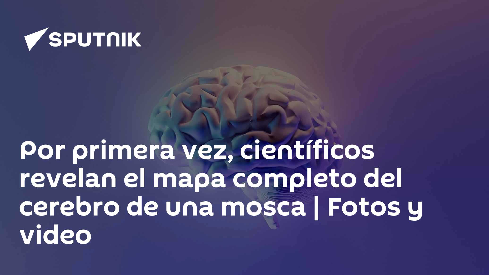 Por primera vez, científicos revelan el mapa completo del cerebro de ...