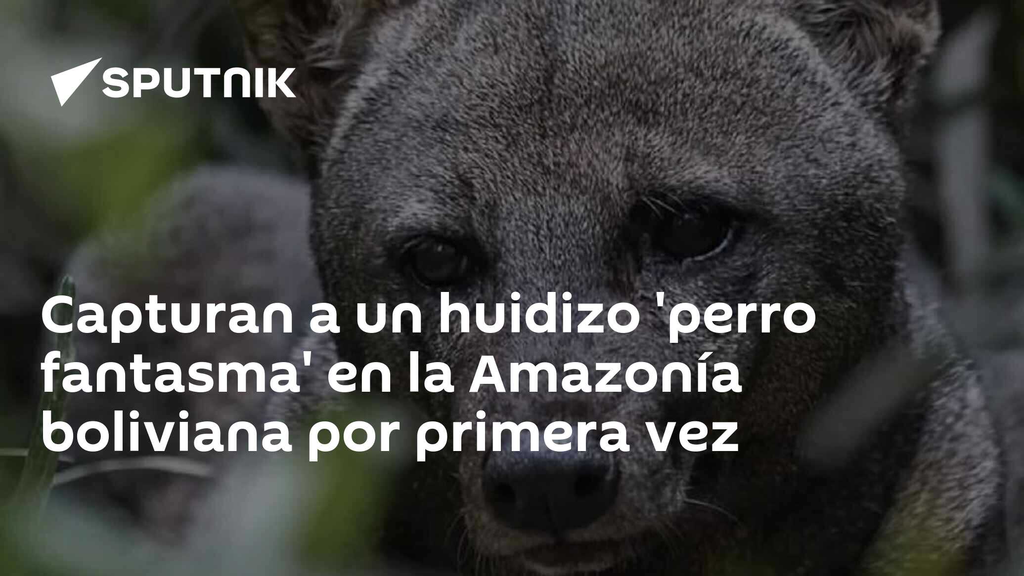 Capturan a un huidizo 'perro fantasma' en la Amazonía boliviana por ...