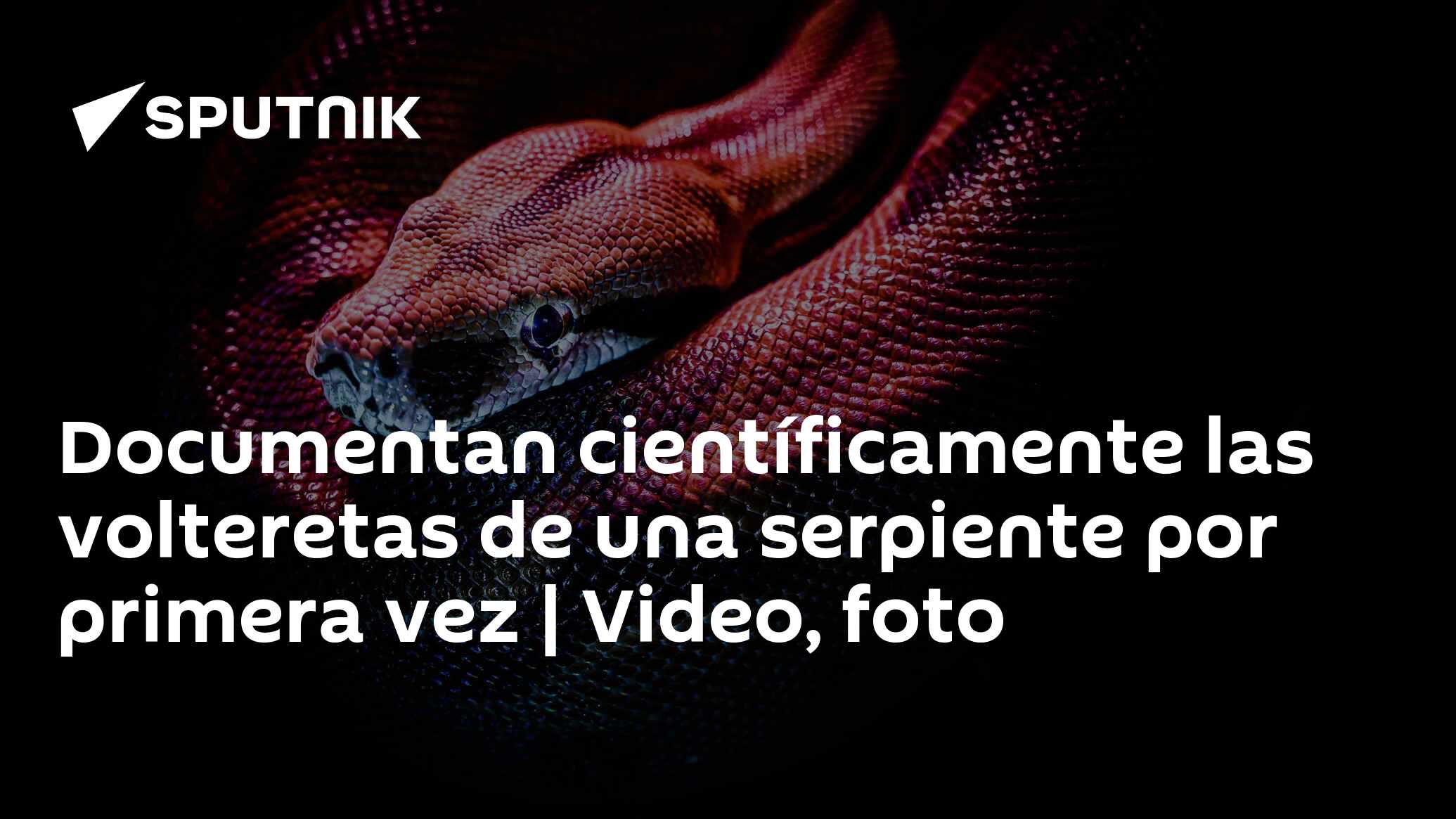 Documentan científicamente las volteretas de una serpiente por primera ...