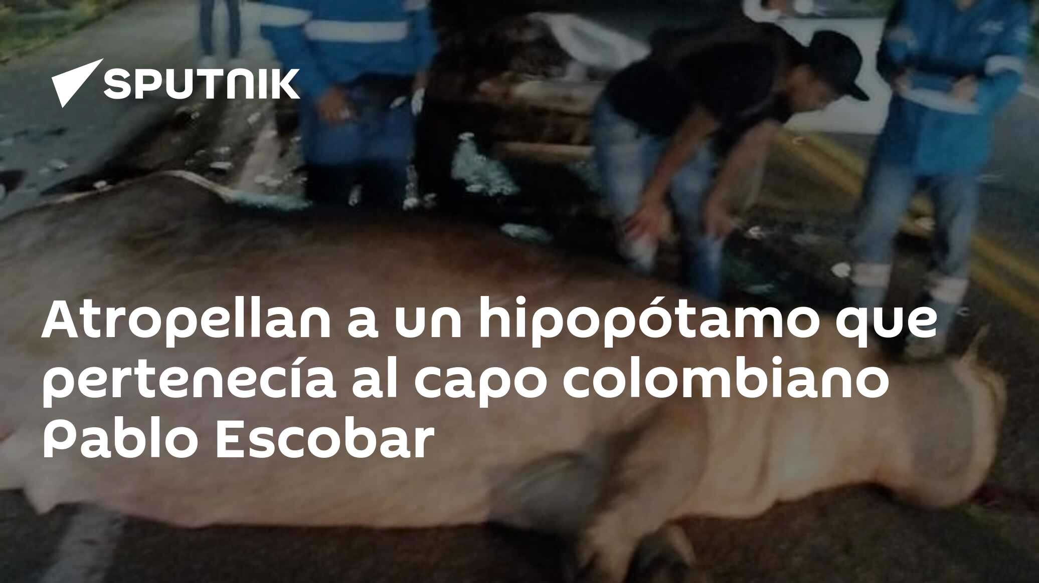 Atropellan a un hipopótamo que pertenecía al capo colombiano Pablo ...