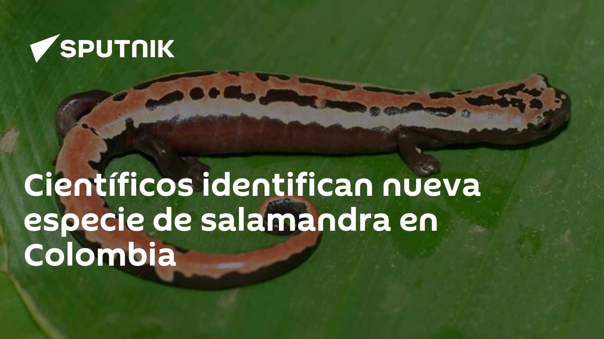 Científicos identifican nueva especie de salamandra en Colombia - 25.04 ...