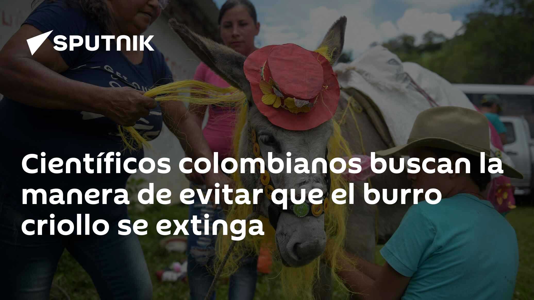 Científicos colombianos buscan la manera de evitar que el burro criollo ...
