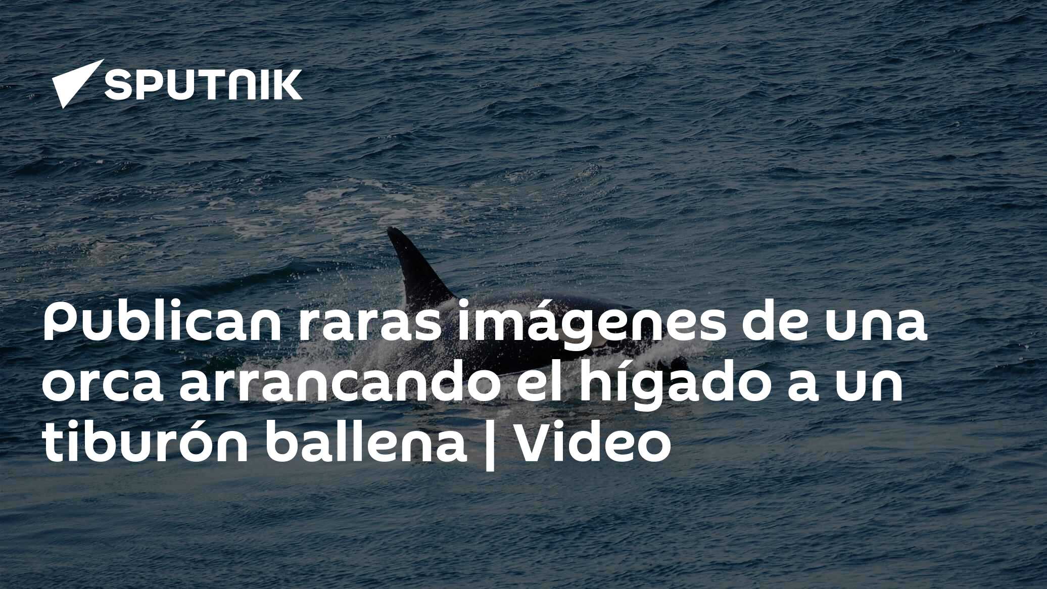 Publican raras imágenes de una orca arrancando el hígado a un tiburón ...