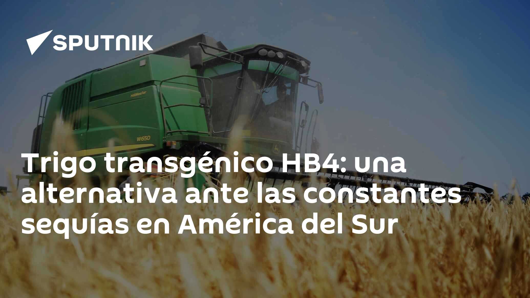 Trigo transgénico HB4: una alternativa ante las constantes sequías en ...