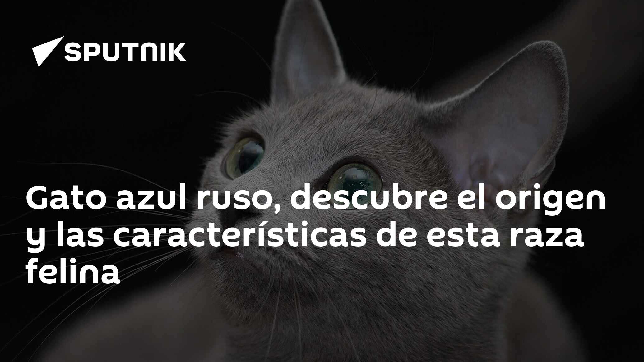 Gato azul ruso: características y rasgos de la raza, descripción ...