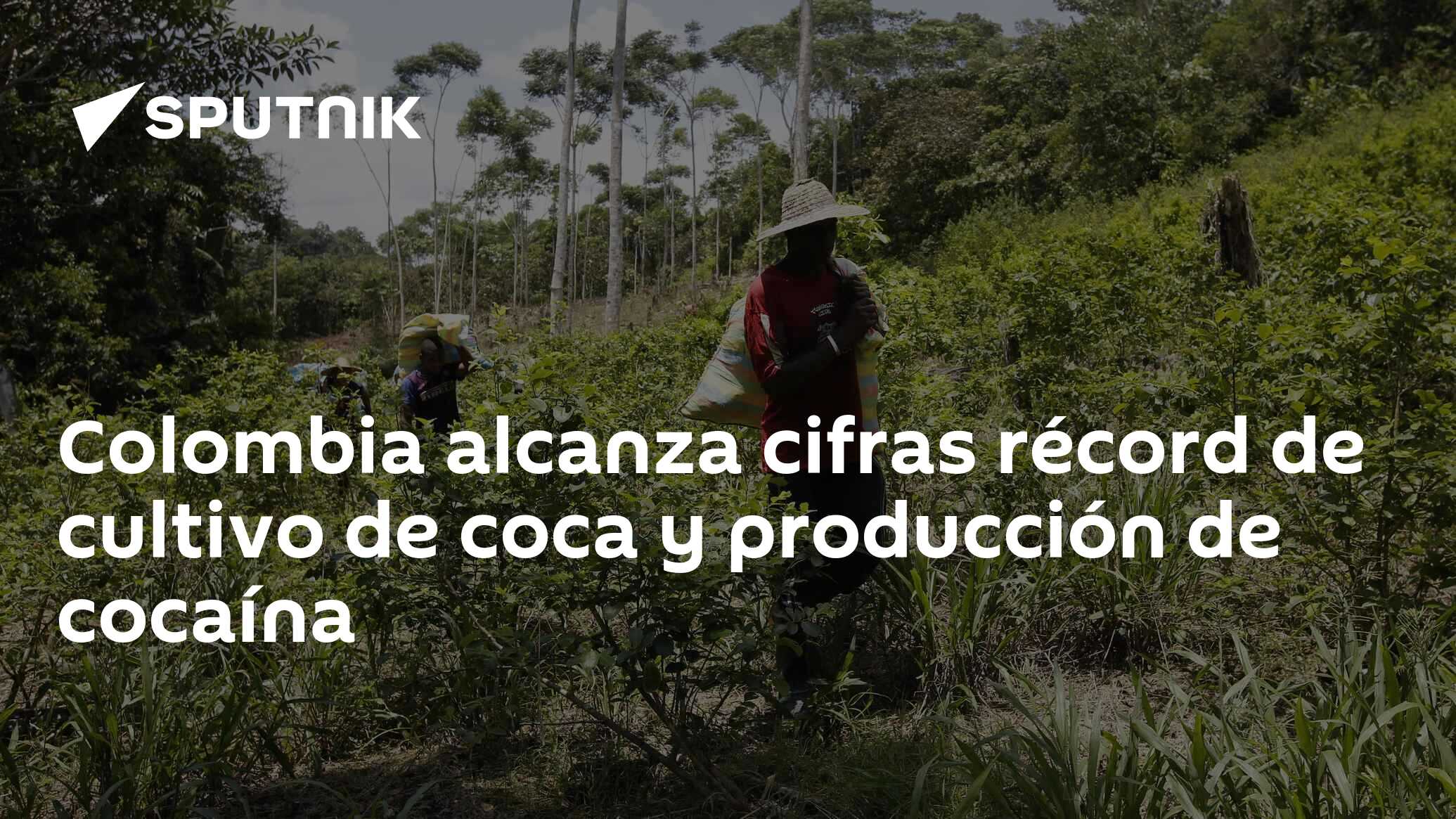 Colombia Alcanza Cifras Récord De Cultivo De Coca Y Producción De
