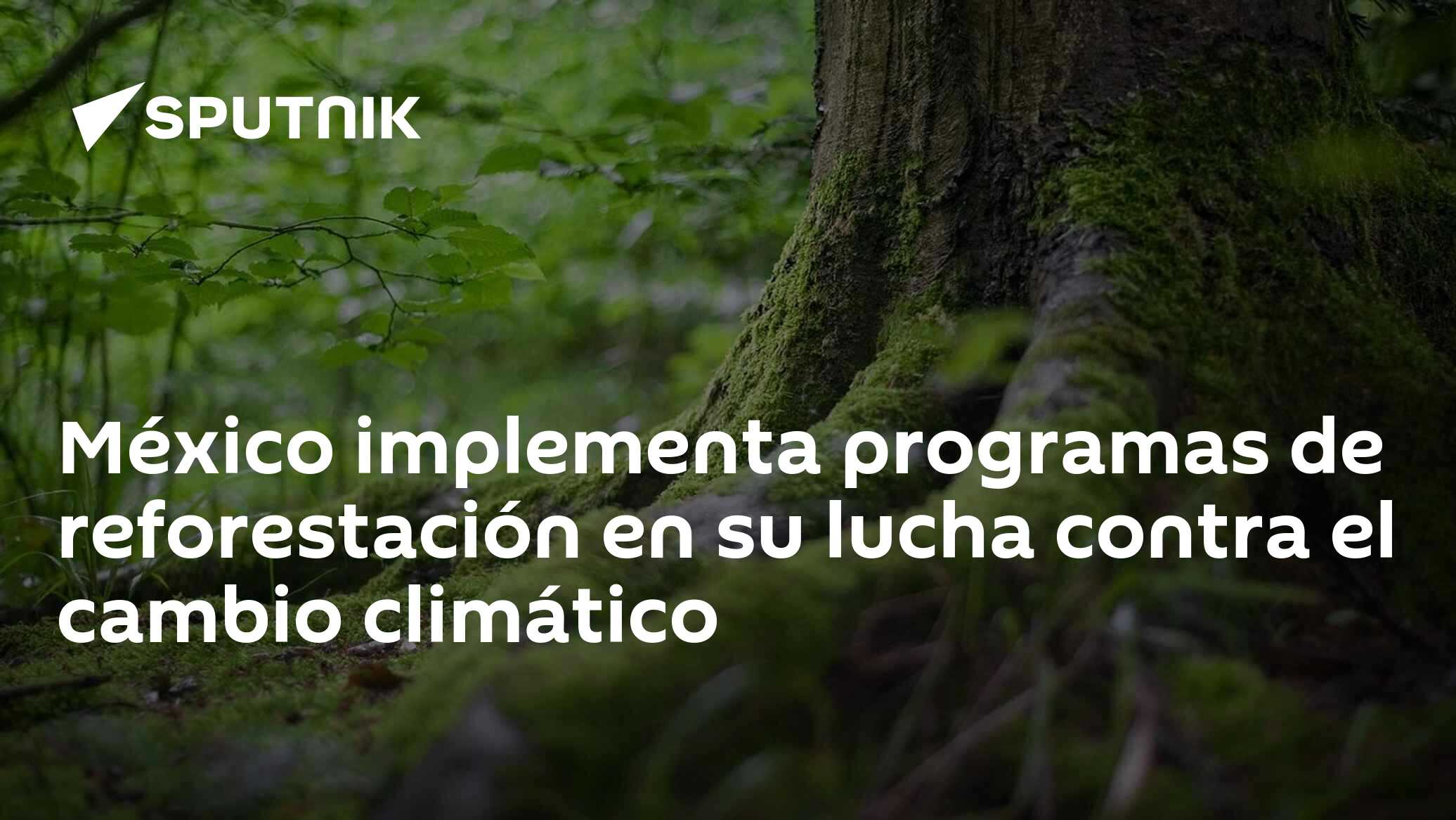 México implementa programas de reforestación en su lucha contra el ...