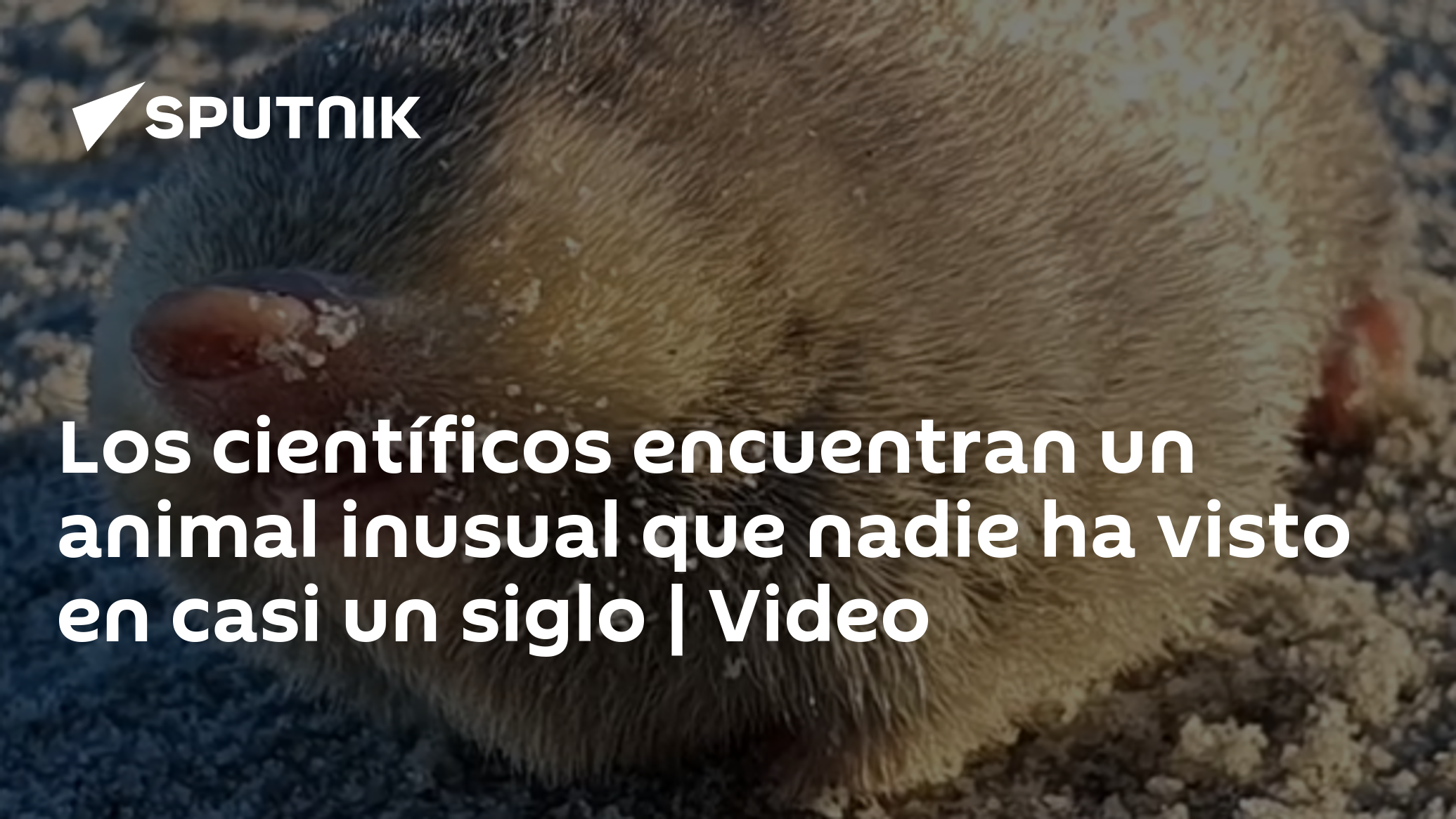 Los científicos encuentran un animal inusual que nadie ha visto en casi ...