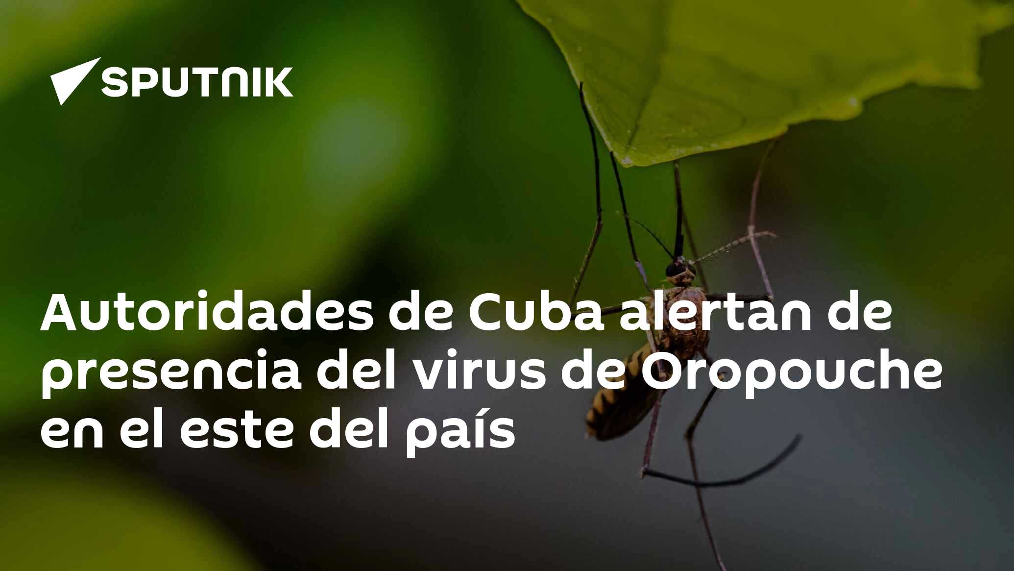 Autoridades de Cuba alertan de presencia del virus de Oropouche en el ...