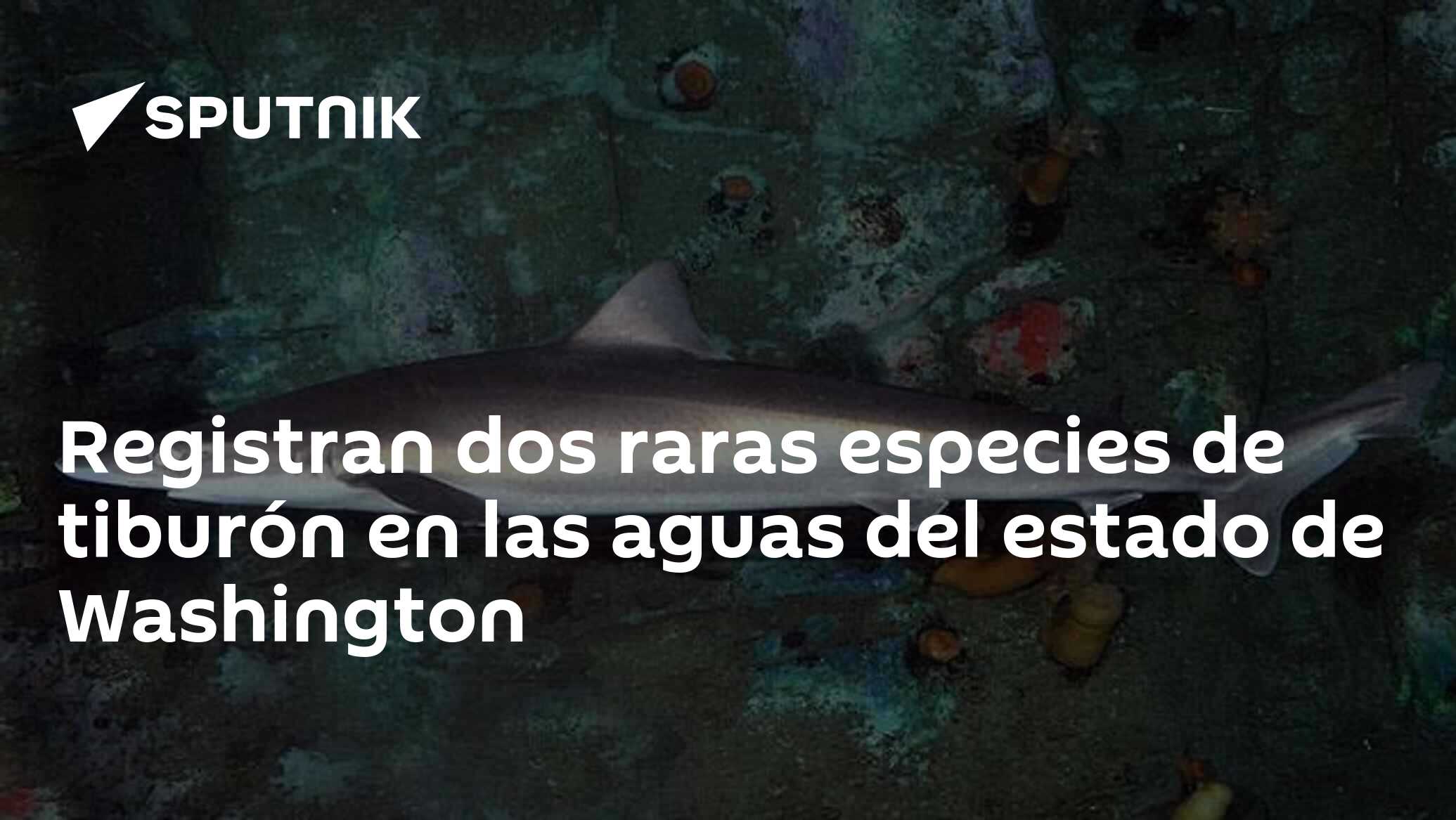 Registran dos raras especies de tiburón en las aguas del estado de ...